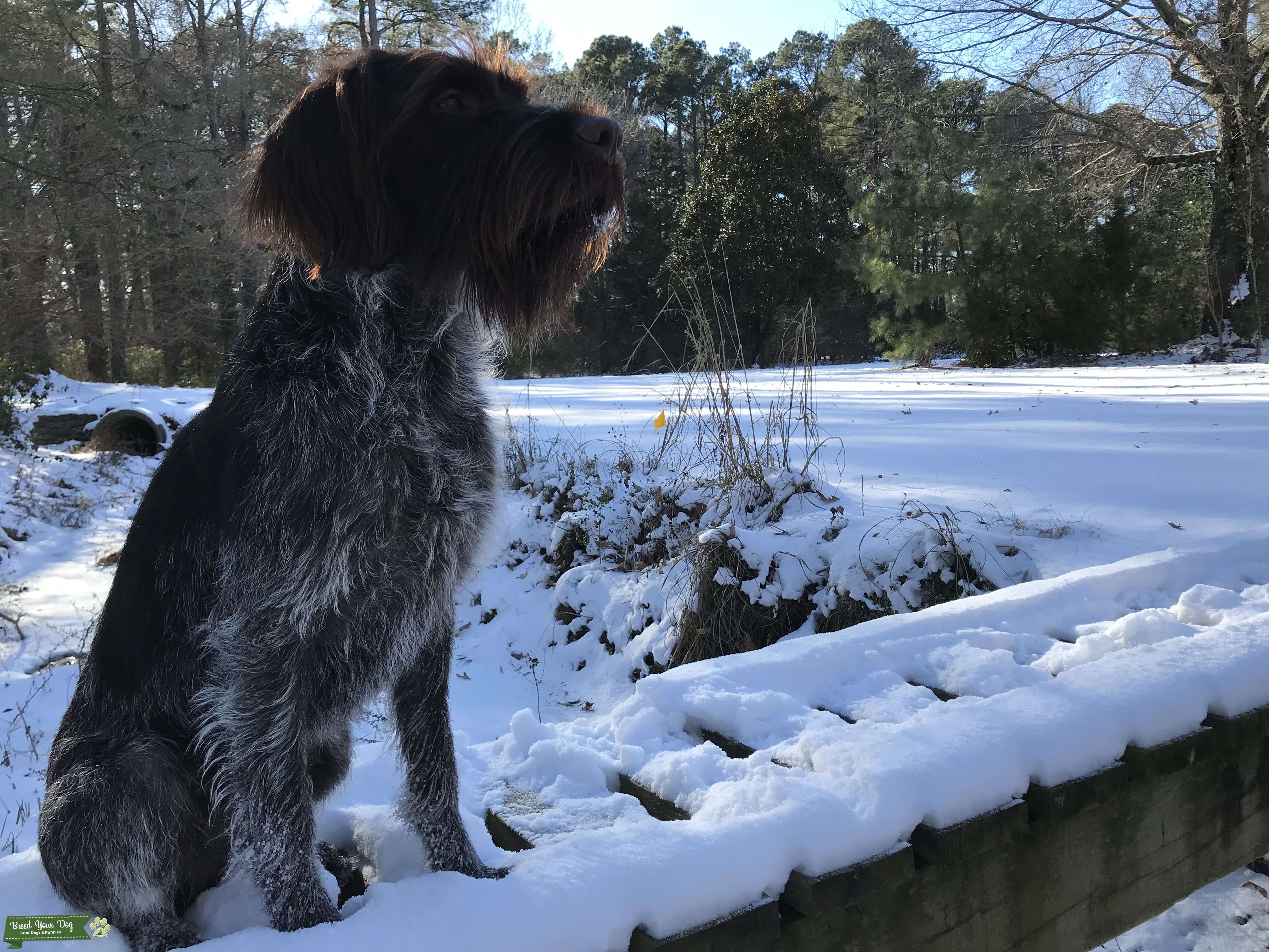 Wire haired pointer griffon - Stud Dog in South East , the United ...