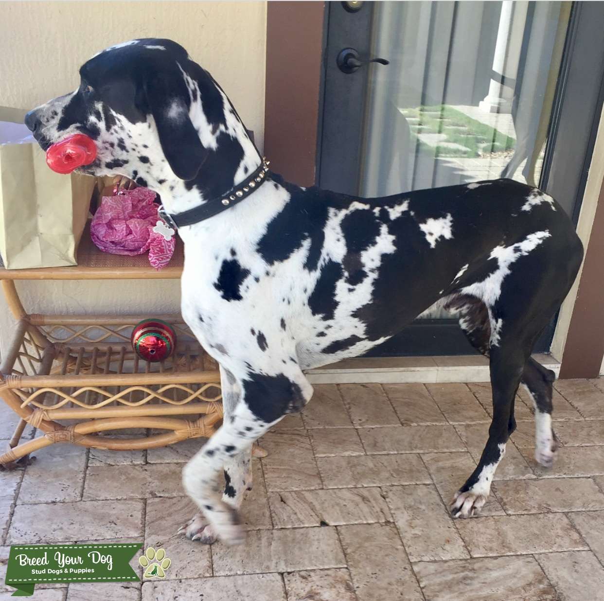 Great Dane - Stud Dog in Miami florida, the United States | Breed Your Dog