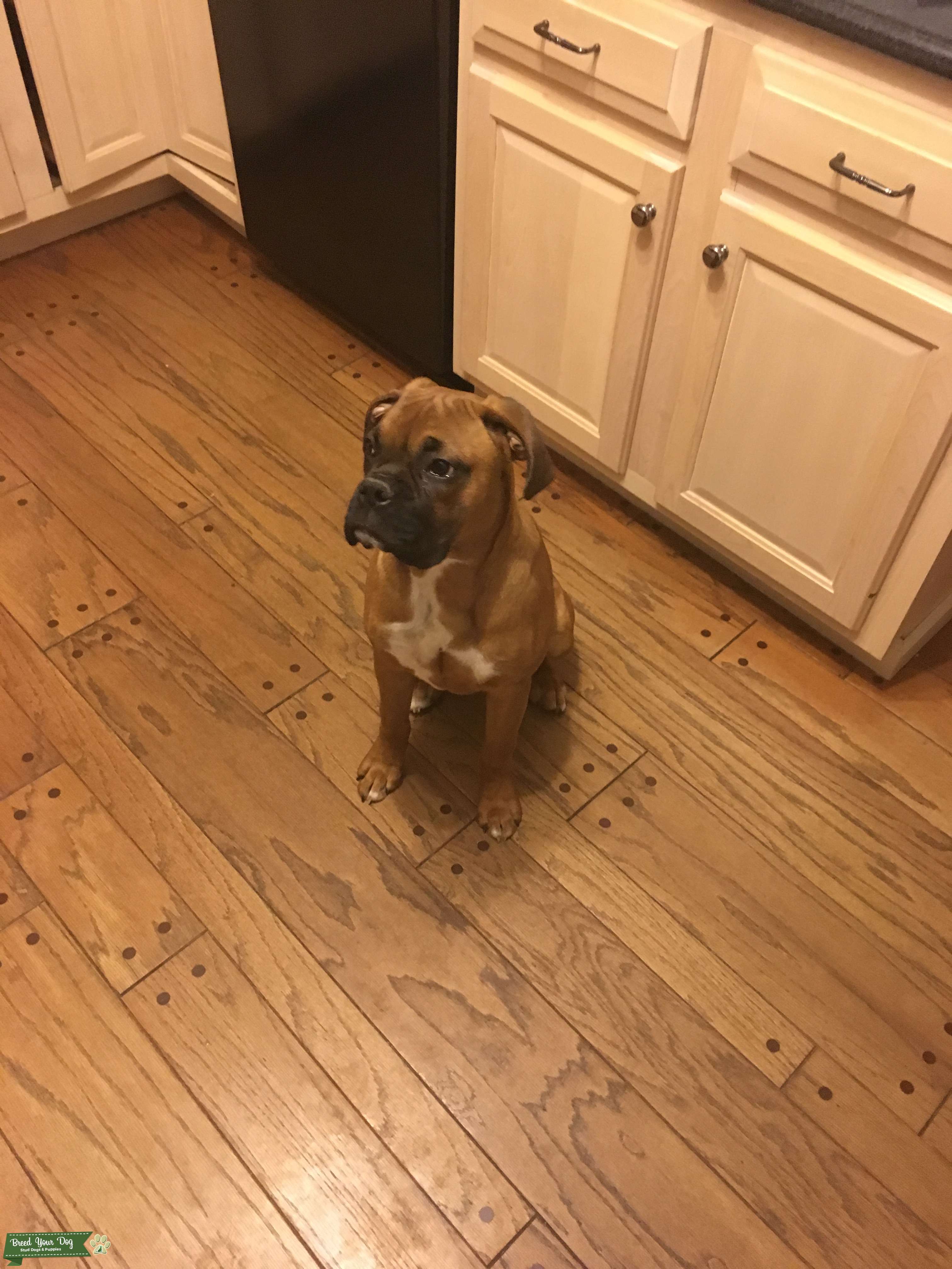 AKC Boxer Male (stud) - Stud Dog in Central Illinois , the United ...