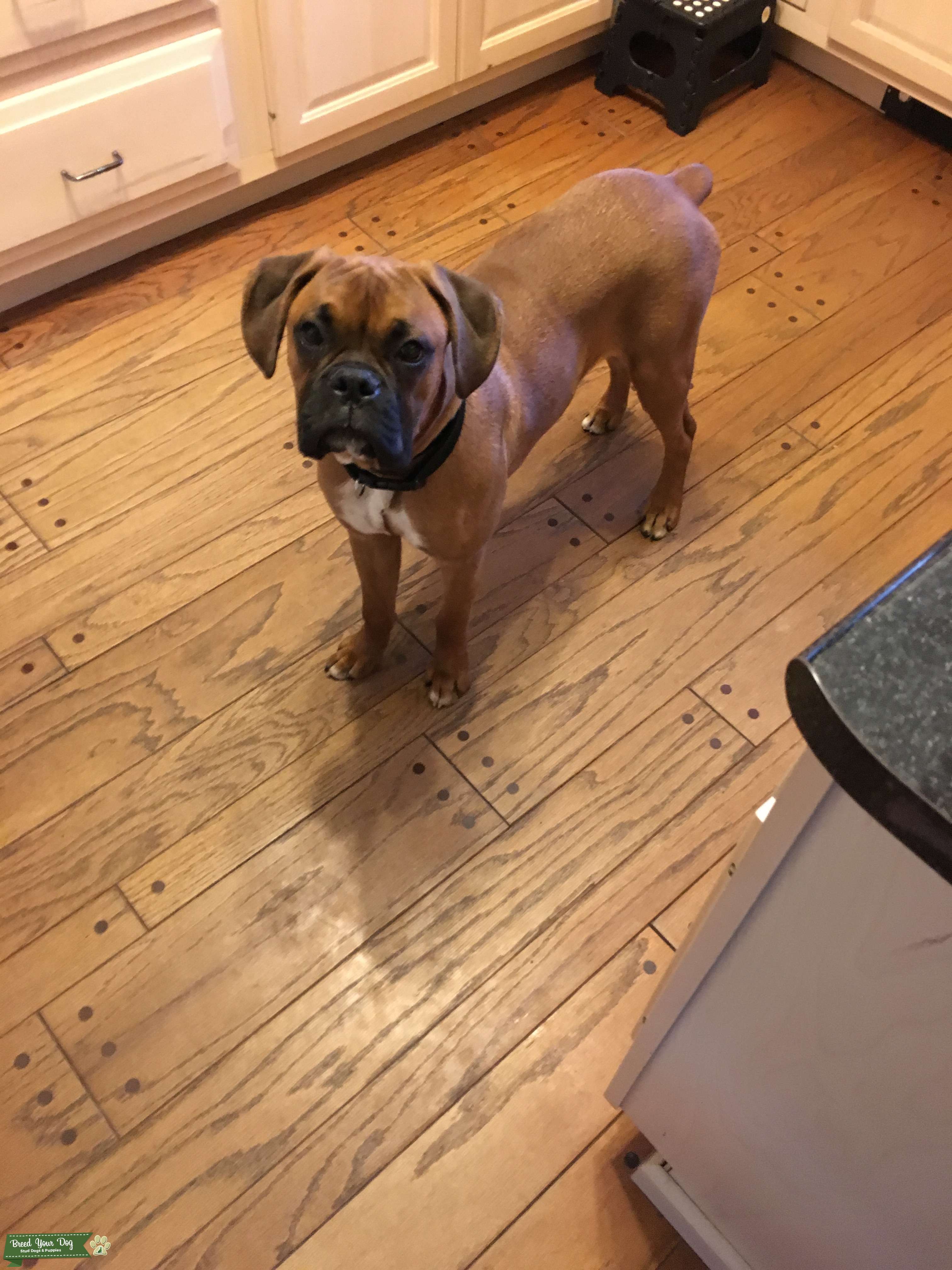 AKC Boxer Male (stud) - Stud Dog in Central Illinois , the United ...