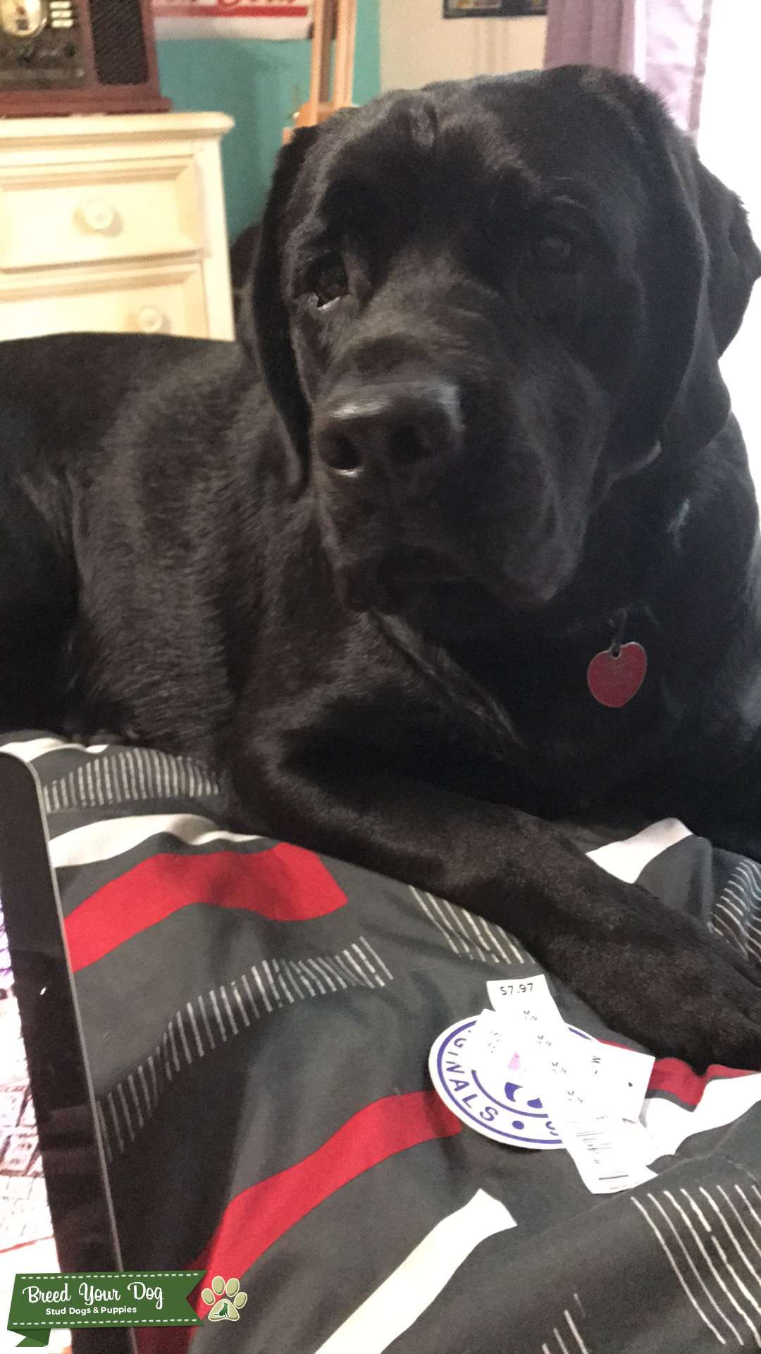 Black Lab Stud Dog - Stud Dog in Florida, the United States | Breed ...
