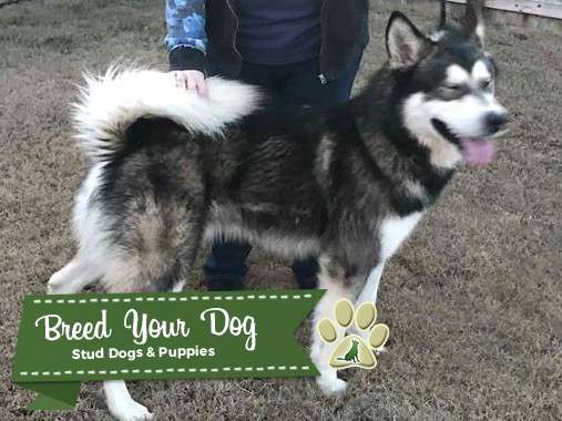 Sable Alaskan Malamute - Stud Dog in Arkansas, the United States ...