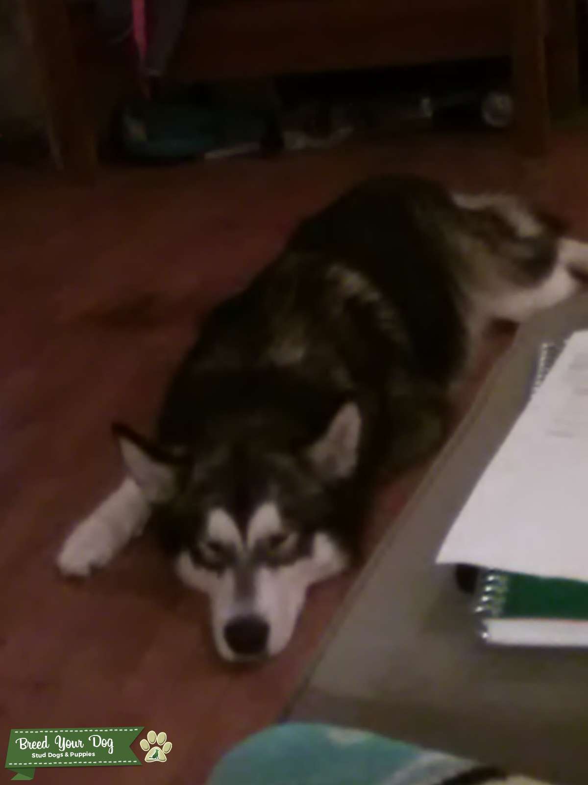 Sable Alaskan Malamute - Stud Dog in Arkansas, the United States ...