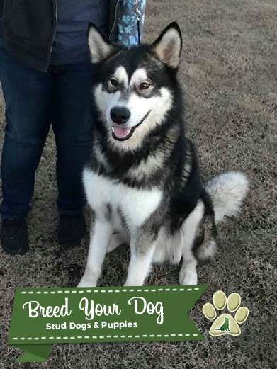 Sable Alaskan Malamute - Stud Dog in Arkansas, the United States ...