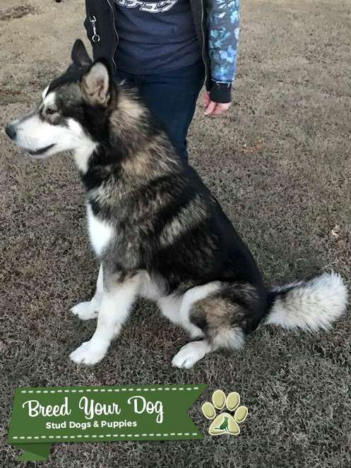 Sable Alaskan Malamute - Stud Dog in Arkansas, the United States ...