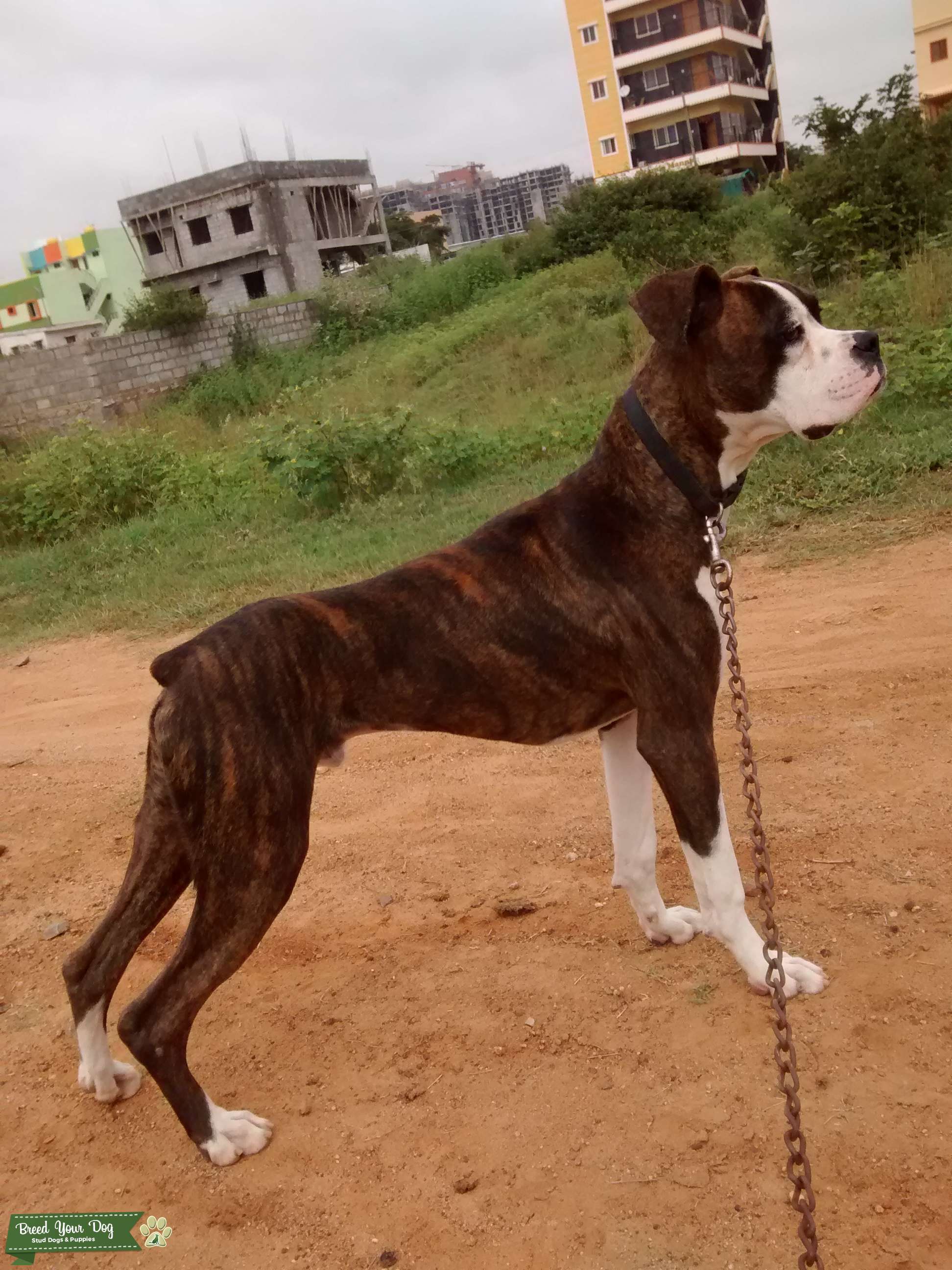 My 2 year old Boxer Stud Is ready to mate - Stud Dog in Karnaataka ...