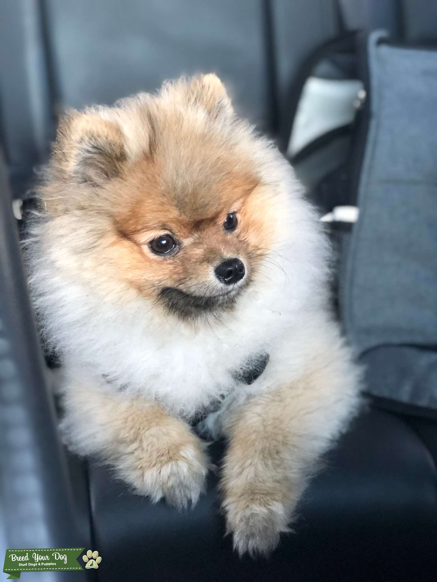AKC Teddy Pomeranian - Stud Dog in ca, the United States | Breed Your Dog