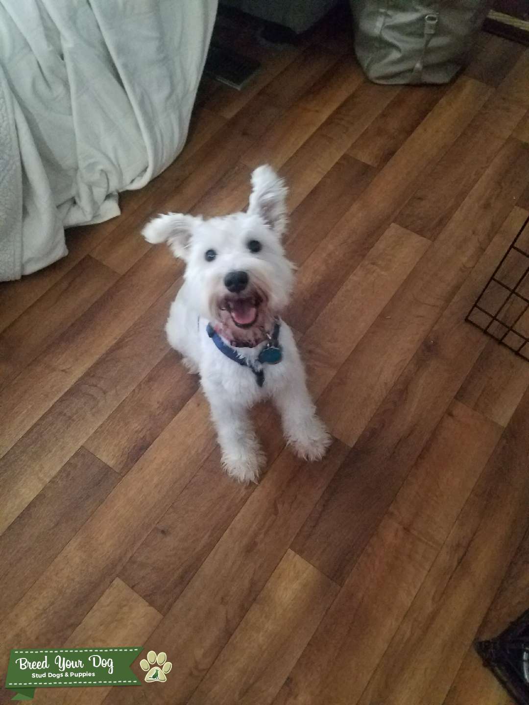 Stud female for breeding - Stud Dog in Housto, the United States ...