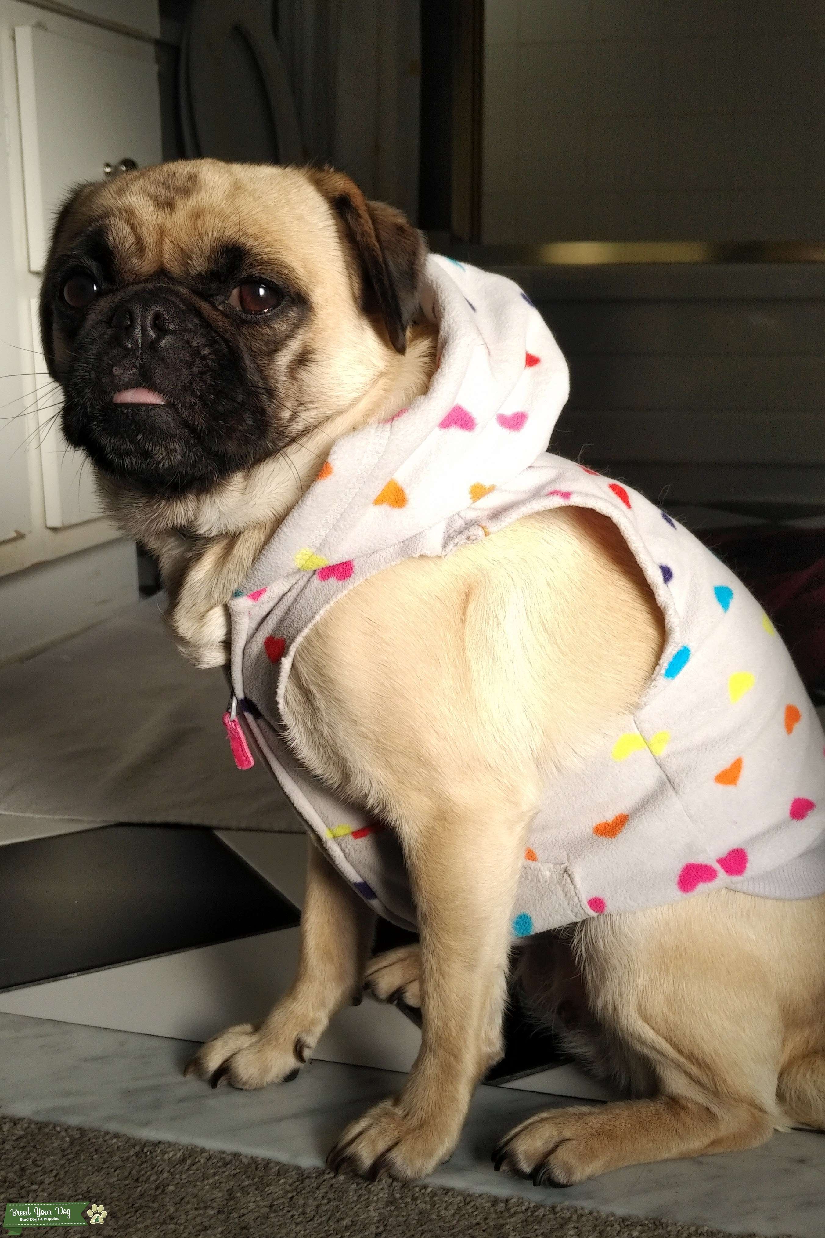 Female Faun PUG - Stud Dog in Noth York, Toronto, the United States ...