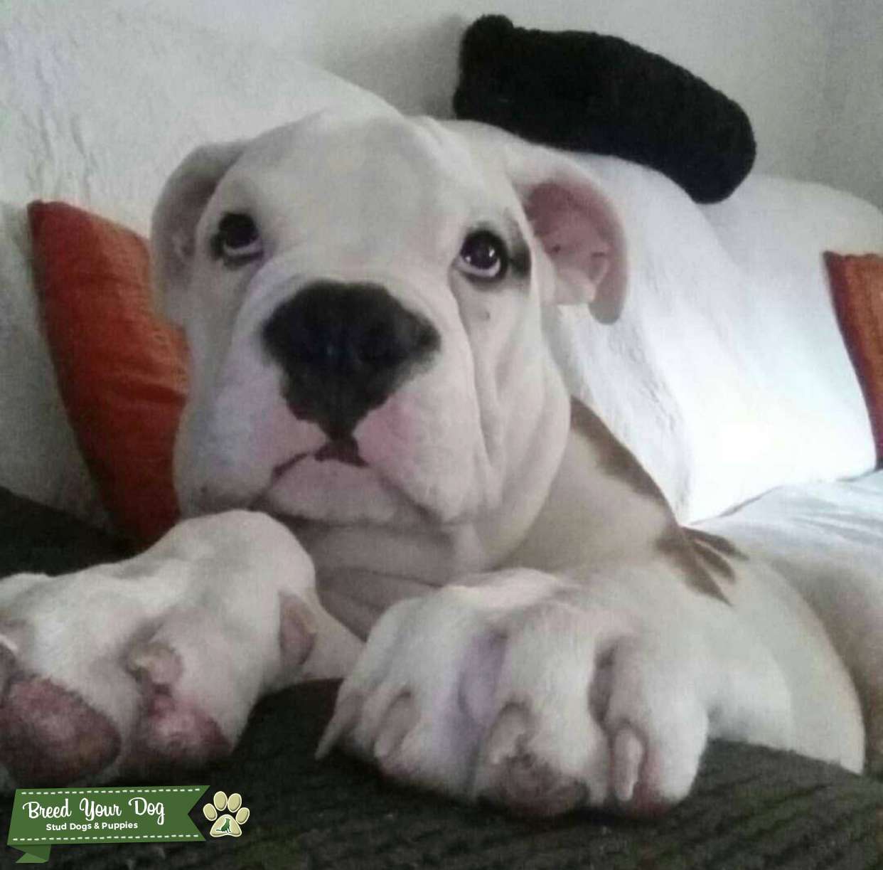 Beautiful stud - Stud Dog in Florida, the United States | Breed Your Dog