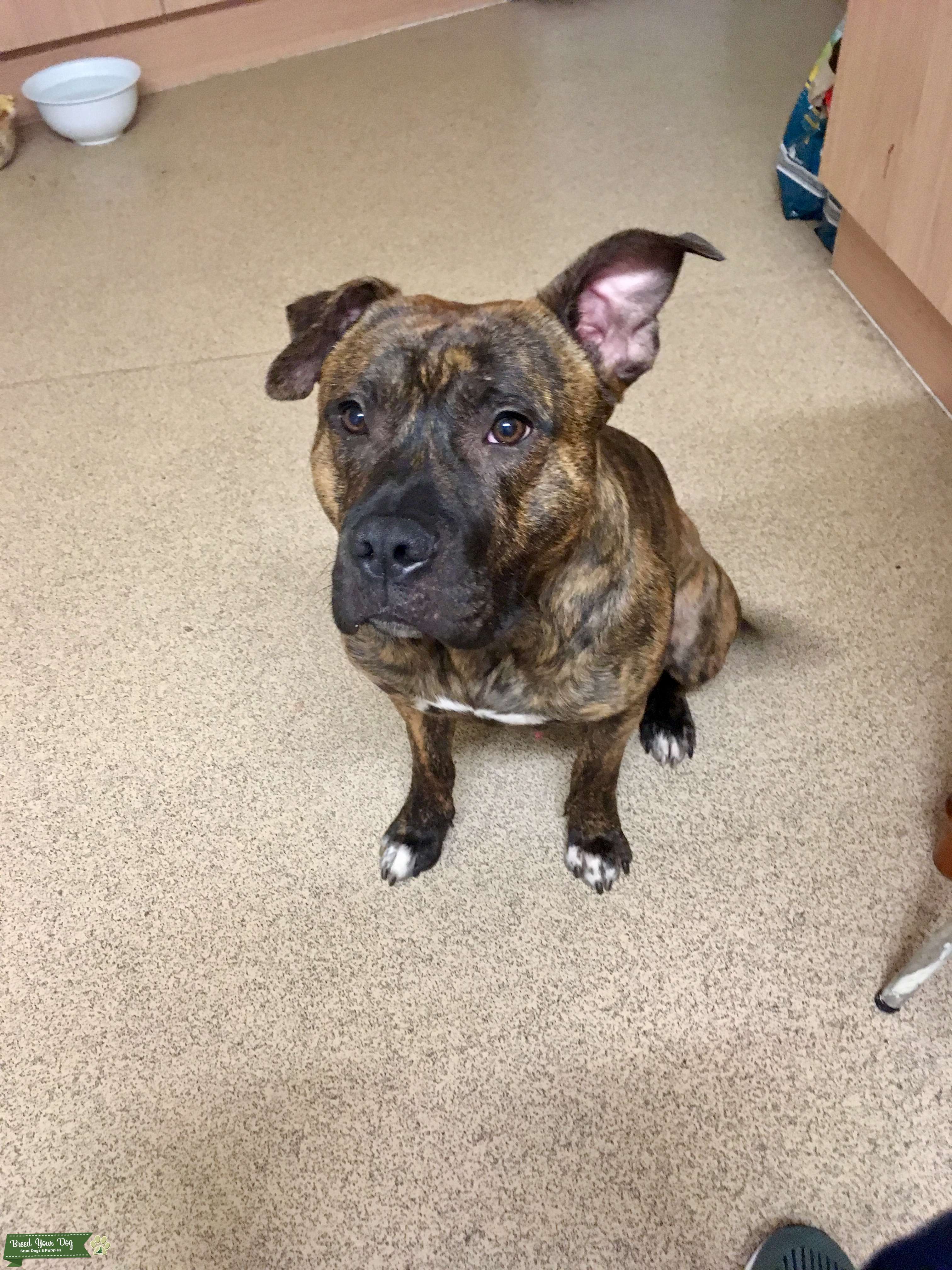 Stunning Male Staffordshire For Stud - Stud Dog in Uk, the United ...