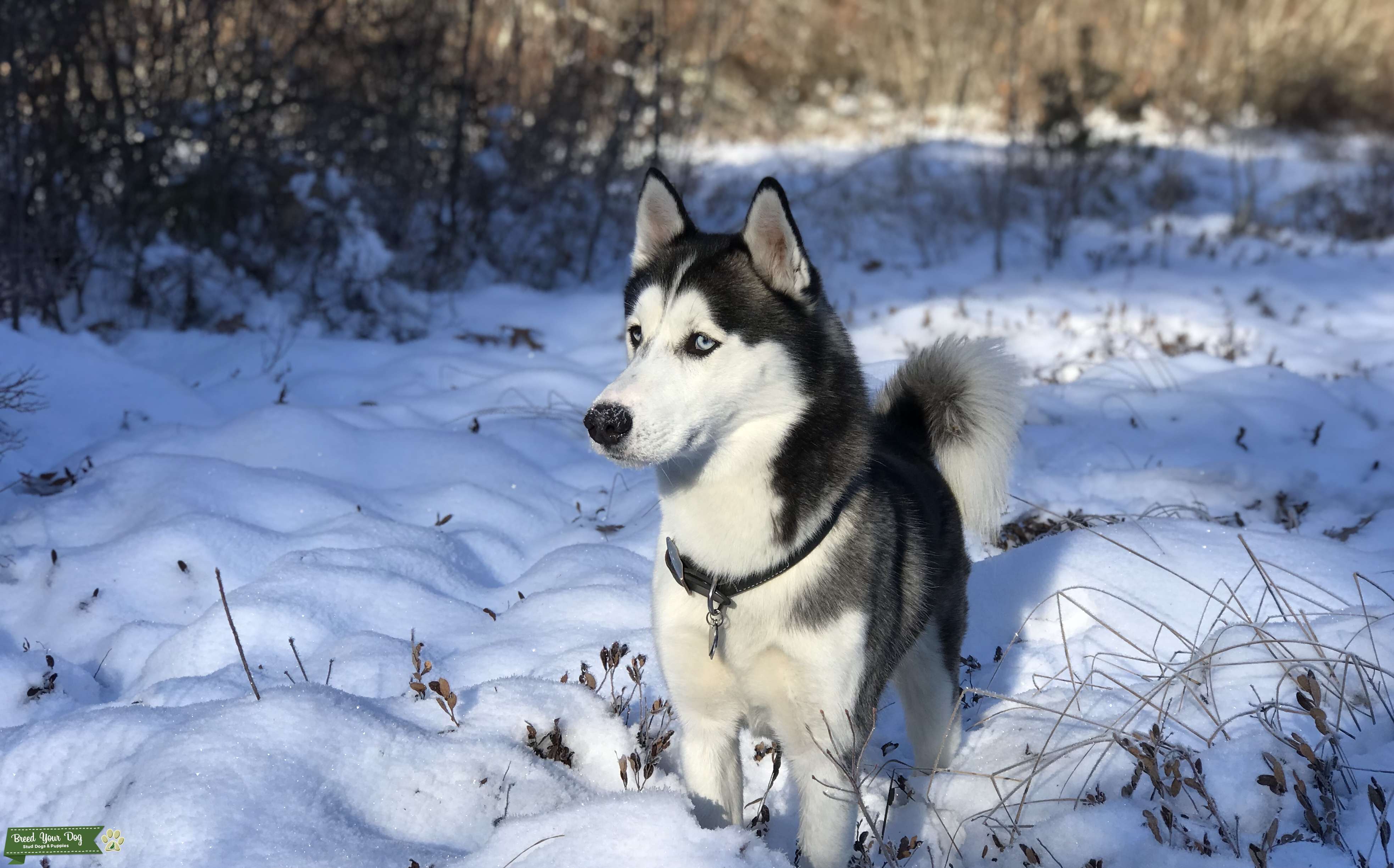 Handsome husky heartbreaker looking for a girlfriend - Stud Dog in MA ...