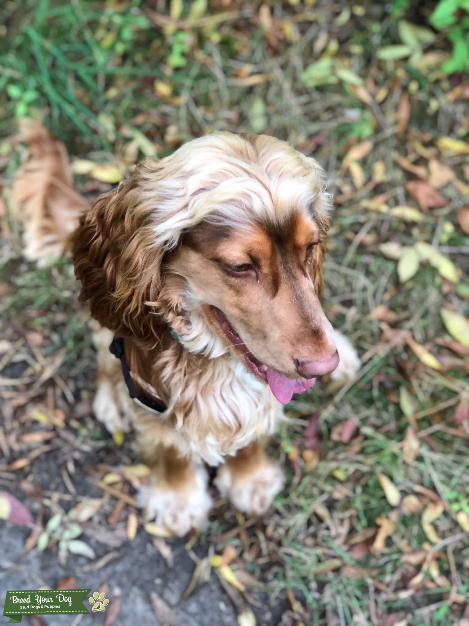 Show type cocker spaniel stud - Stud Dog in Essex, United States ...
