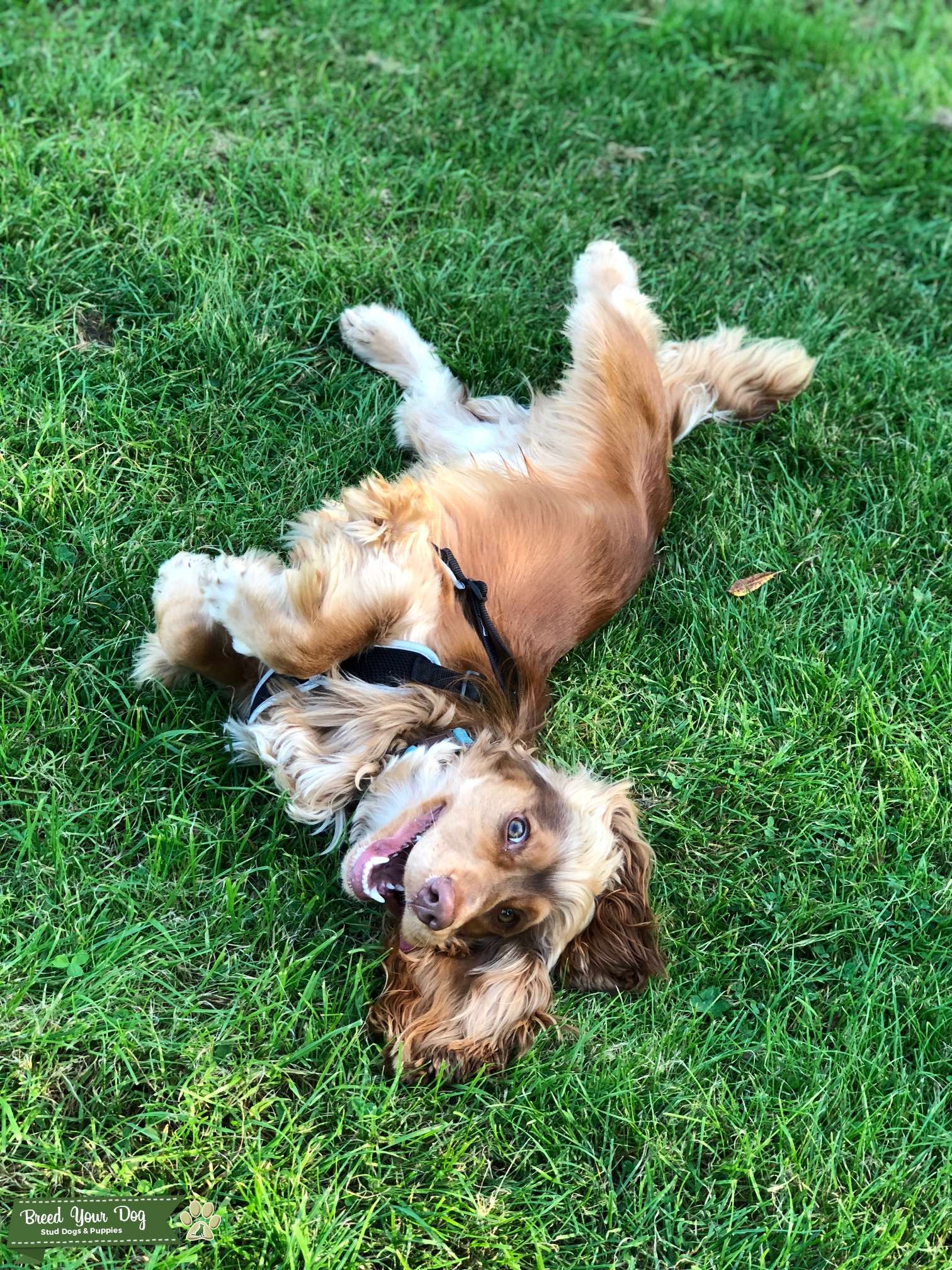 Show type cocker spaniel stud - Stud Dog in Essex, United States ...