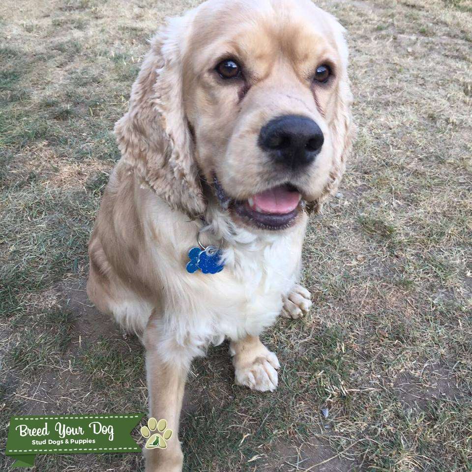 Handsome Buff Colored English Cocker Spaniel - Stud Dog in New York ...