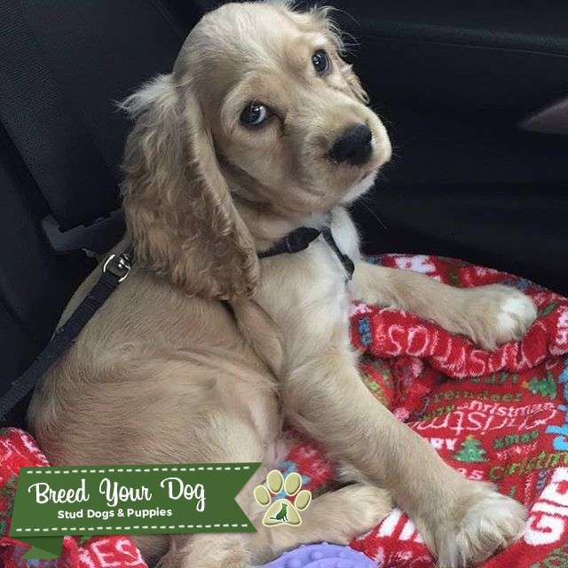 Handsome Buff Colored English Cocker Spaniel - Stud Dog in New York ...