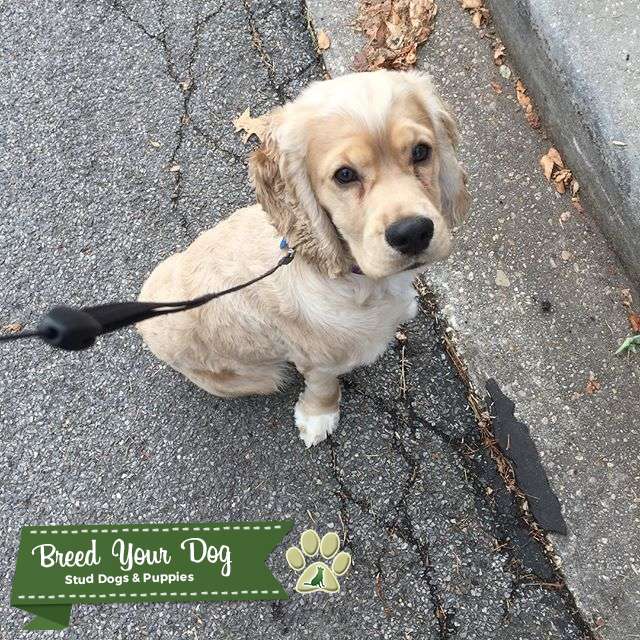 Handsome Buff Colored English Cocker Spaniel - Stud Dog in New York ...