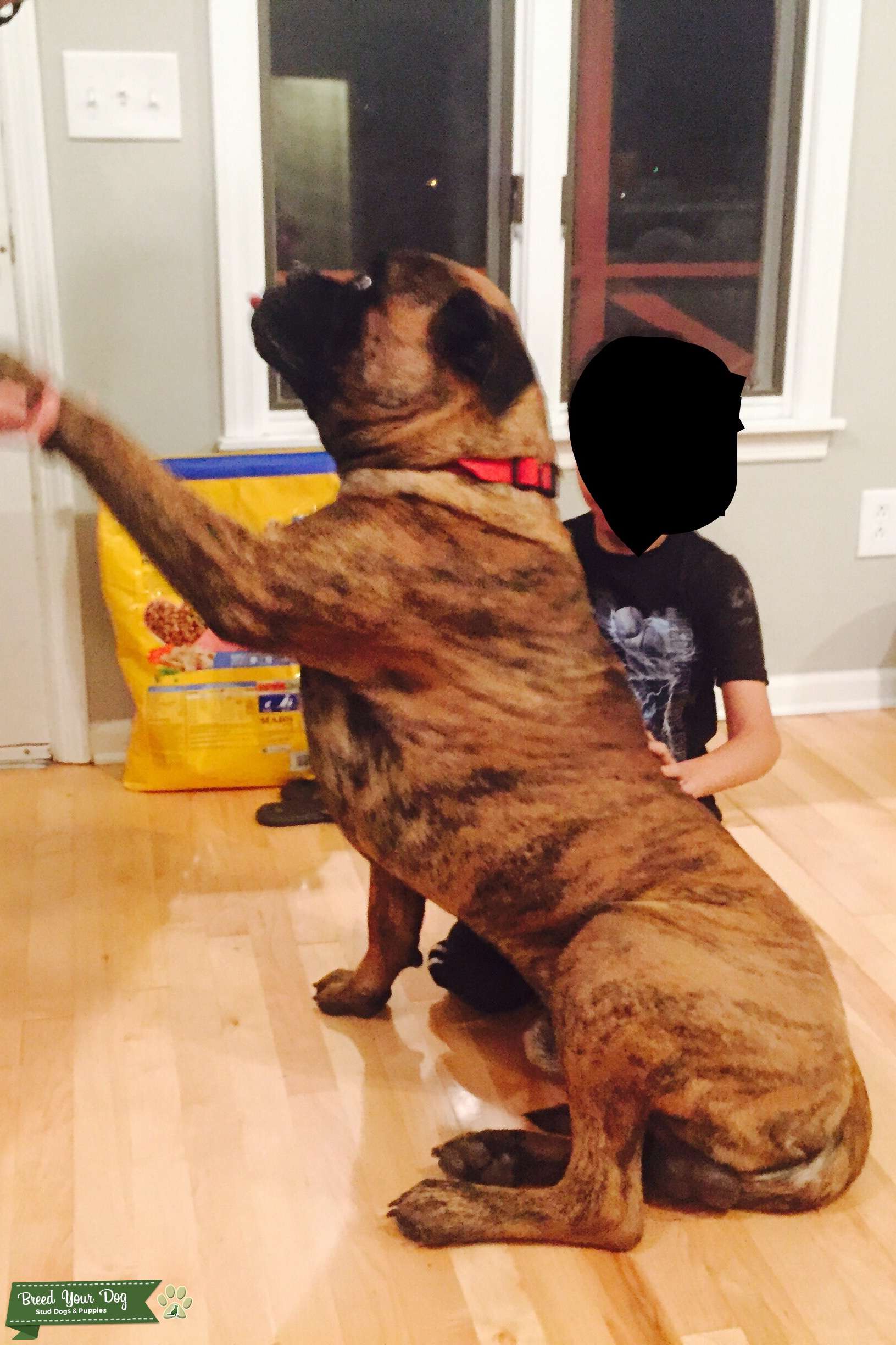 Brindle BullMastiff Stud - Stud Dog in Tennessee, the United States ...