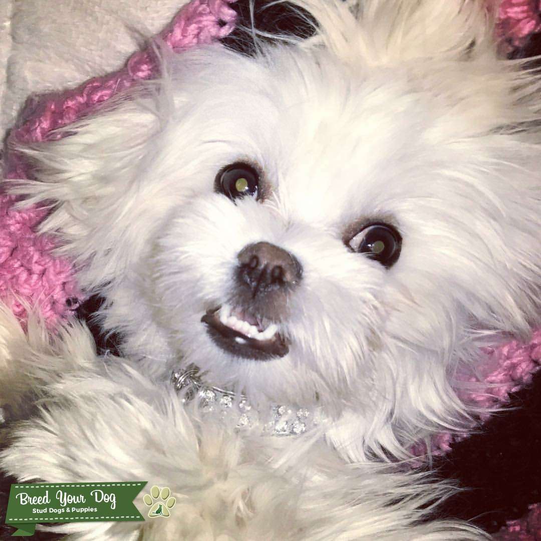 Stud Dog - Looking for a full breed male Maltese to mate with sometime ...