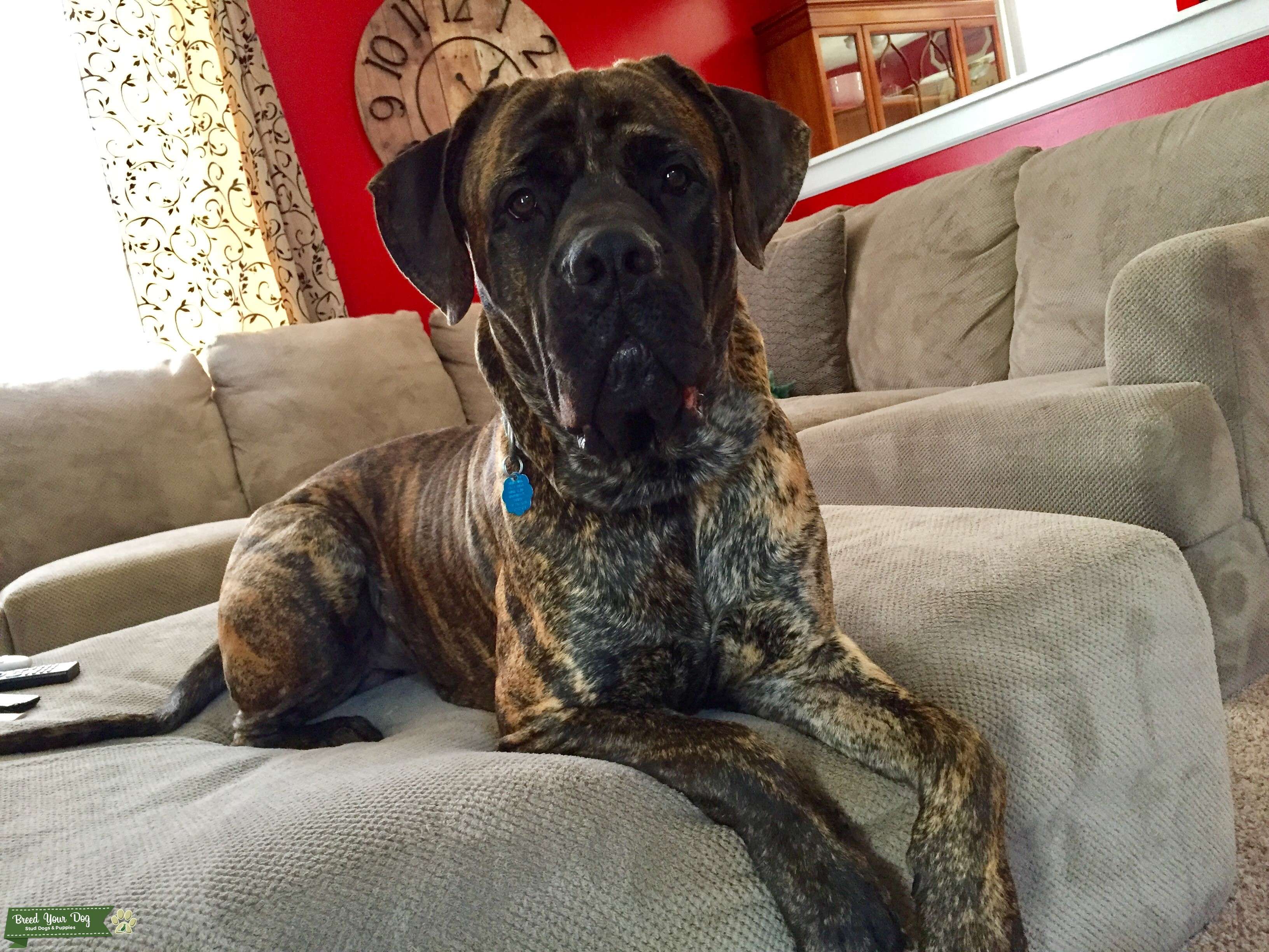 Giant Maso Mastiff - Looking to Stud - Stud Dog in Midwest - Indiana ...