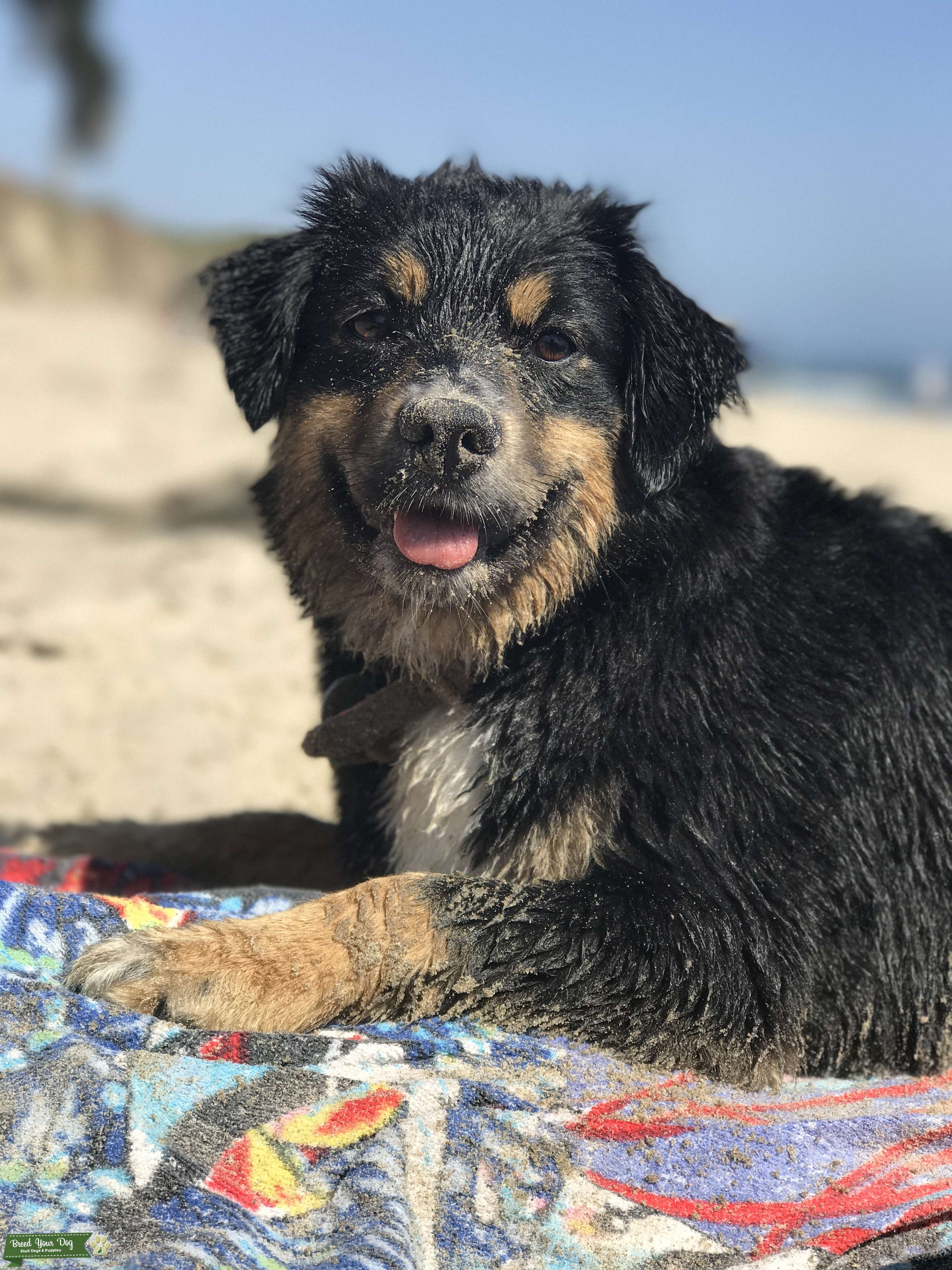 Black tri mini aussie female - Stud Dog in California, United States ...