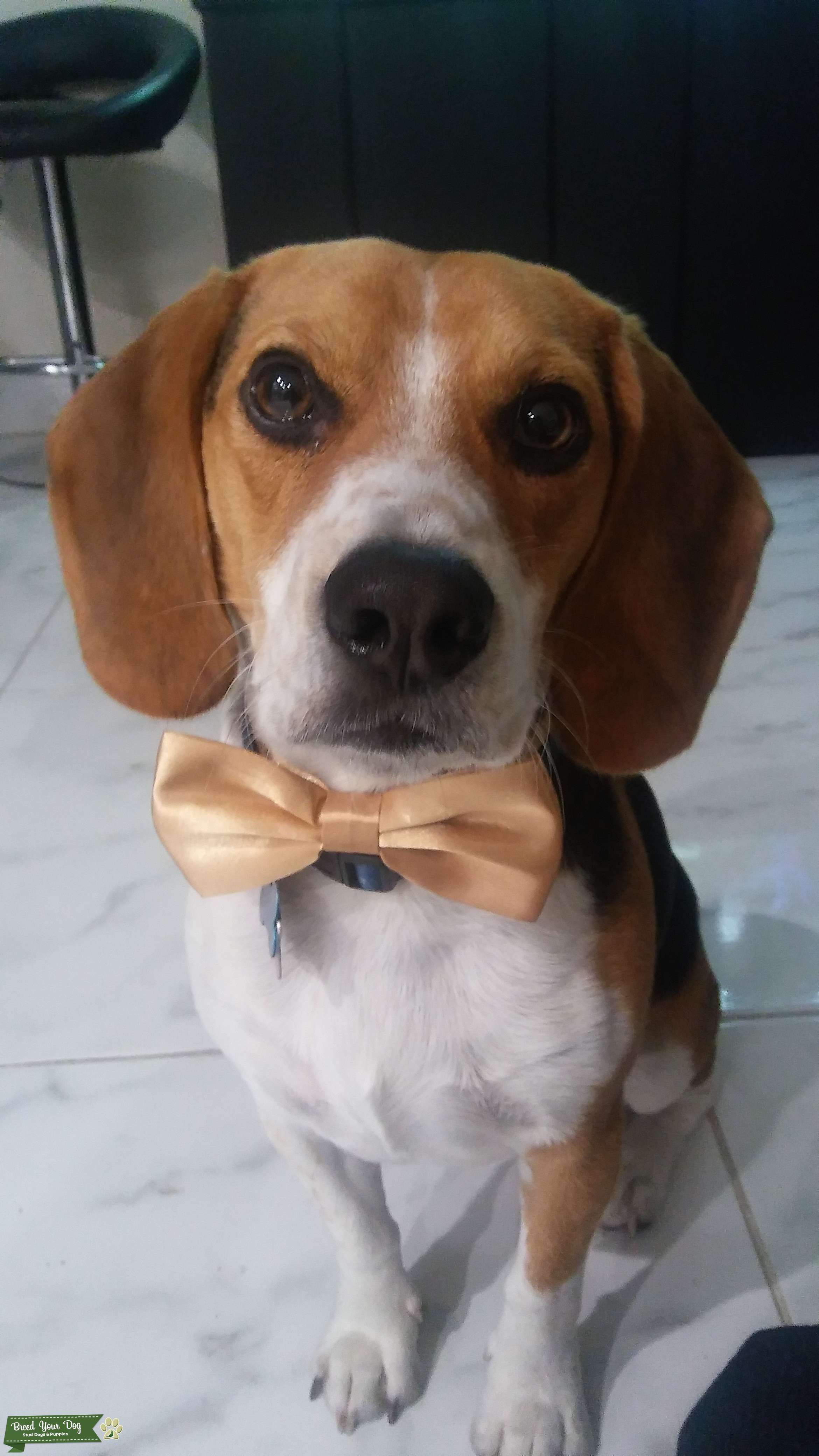 (beagle) look a female mate - Stud Dog in sarasota, the United States ...