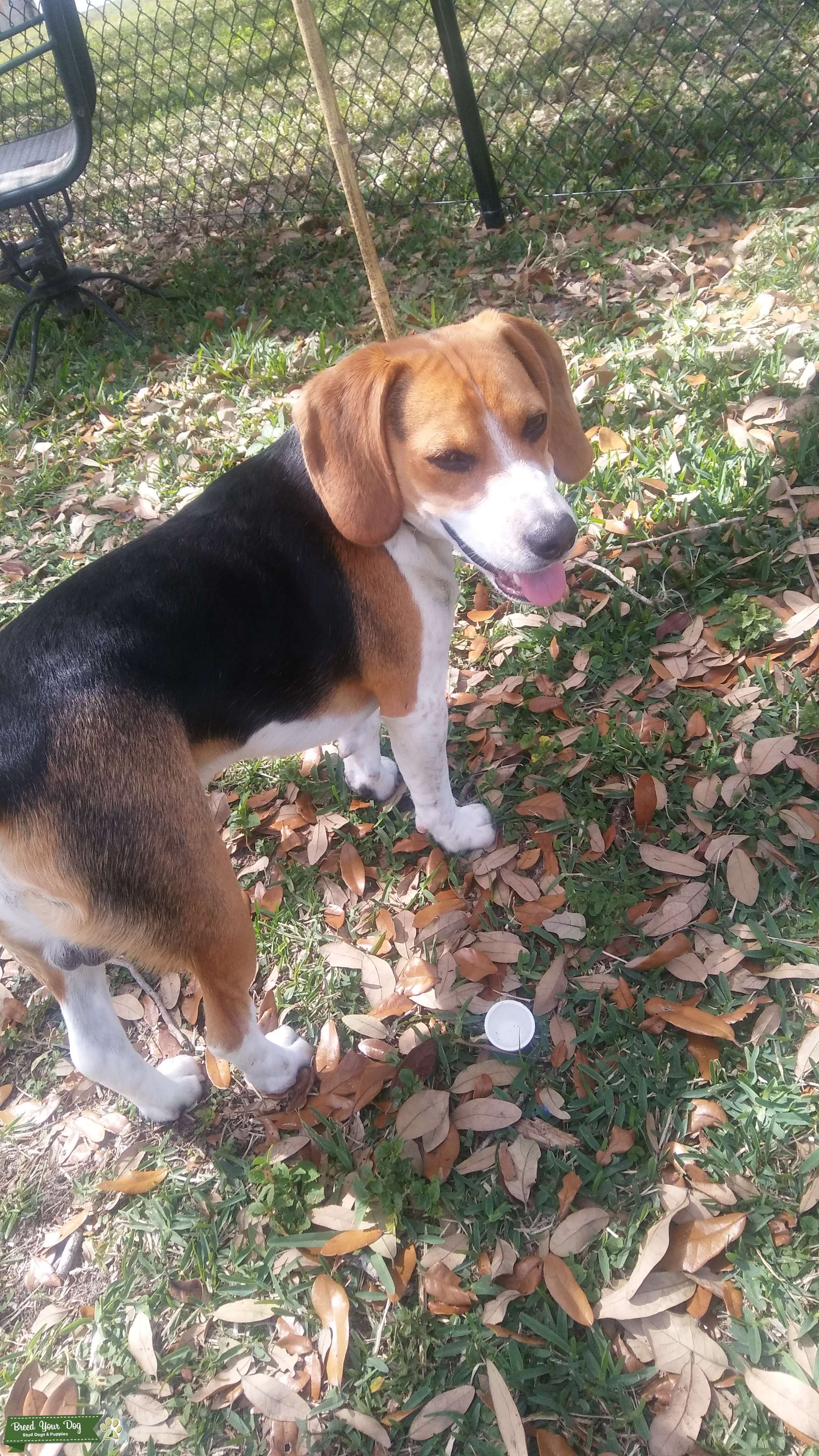 (beagle) look a female mate - Stud Dog in sarasota, the United States ...