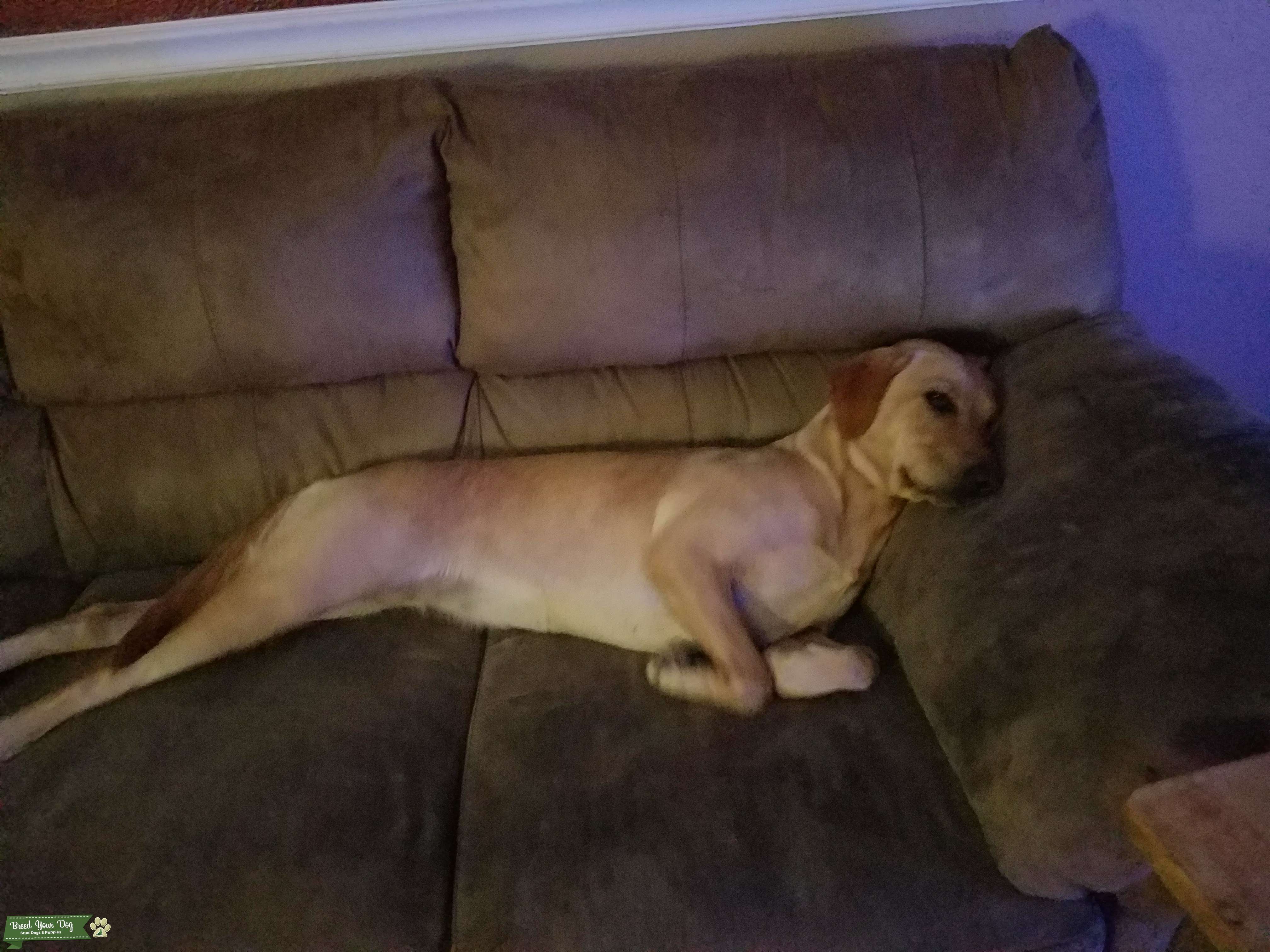 Looking for purebred yellow male lab - Stud Dog in Western, the United ...