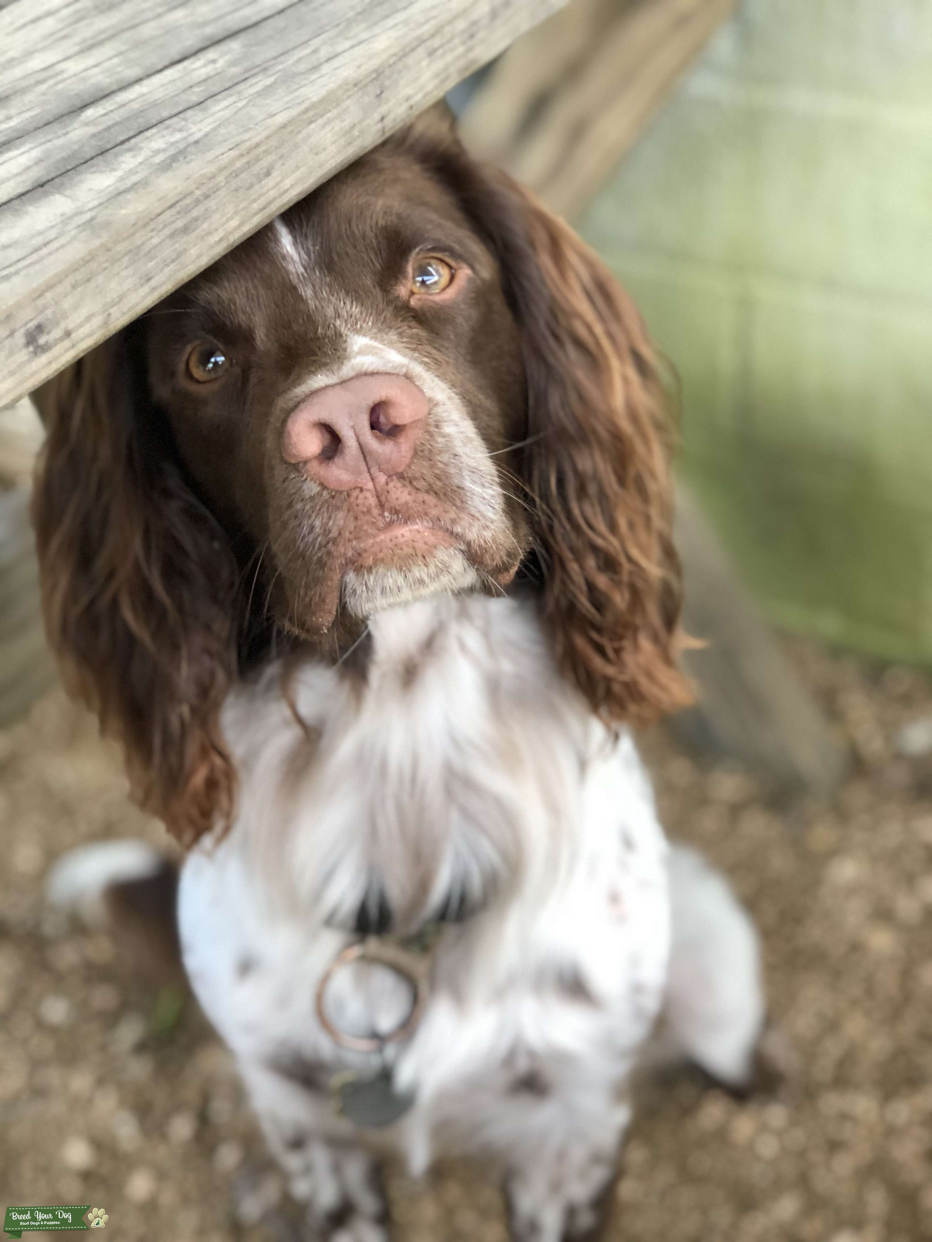 Field English Springer Spaniel - Stud Dog in Texas, the United States ...
