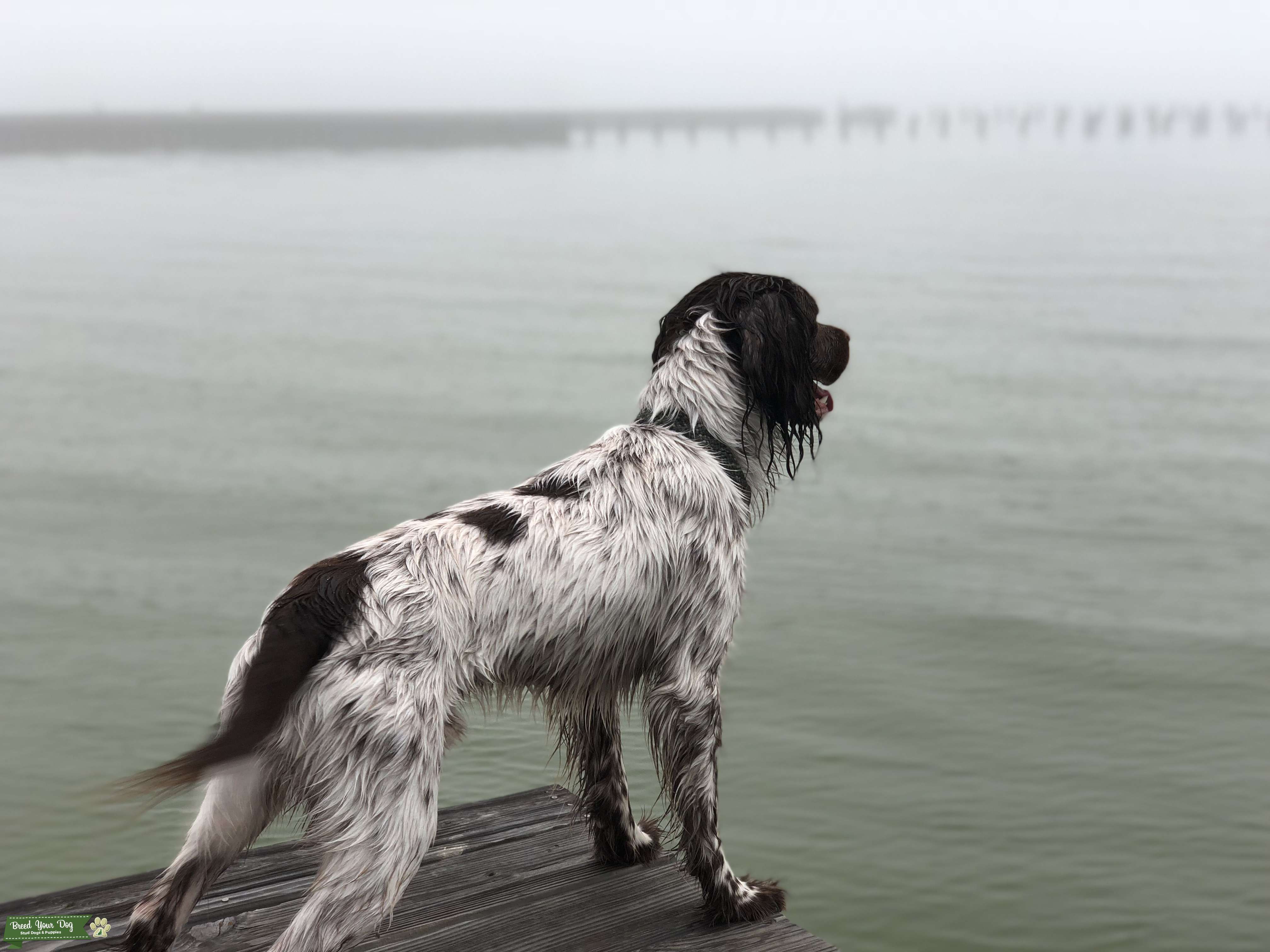 Field English Springer Spaniel - Stud Dog in Texas, the United States ...