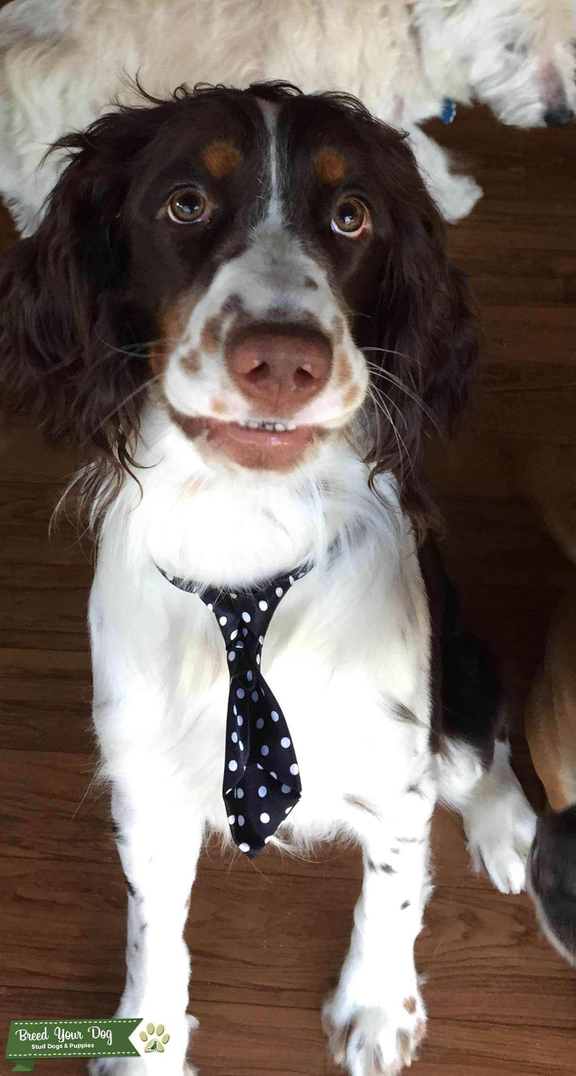 Looking to breed our English Springer Spaniel stud - Stud Dog Florida ...