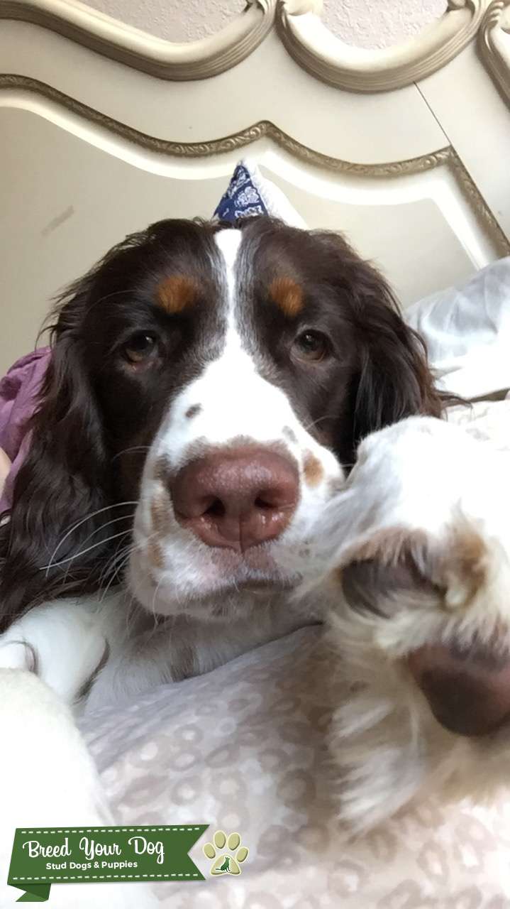 Stud Dog - Looking to breed our English Springer Spaniel stud - Breed ...