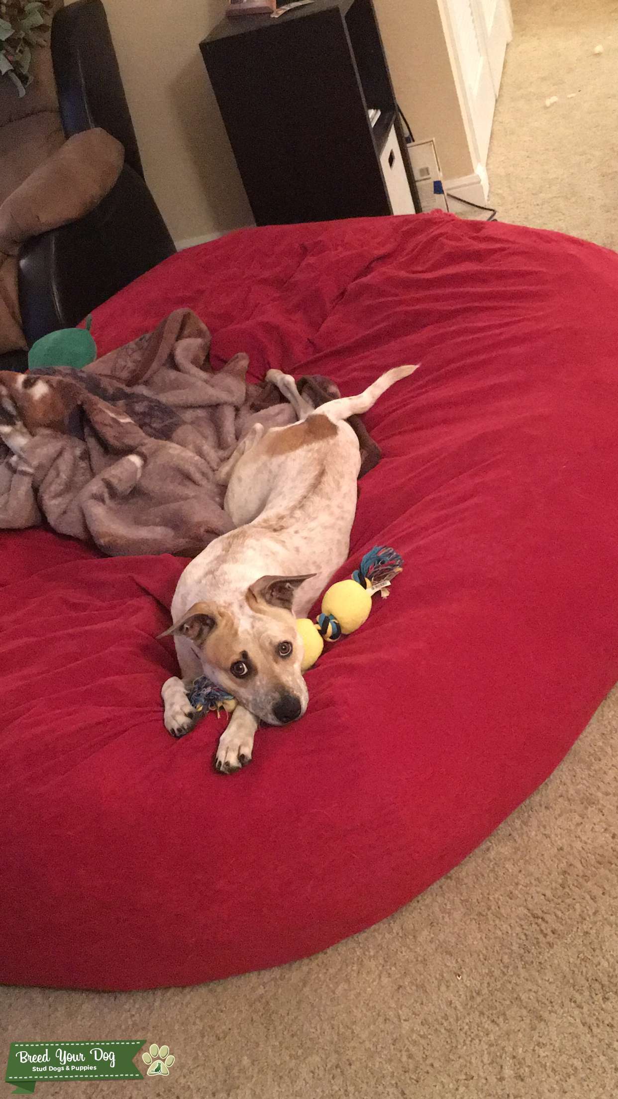 Red Heeler/Rhodesian Ridgeback - Stud Dog in Austin, Tx , the United ...