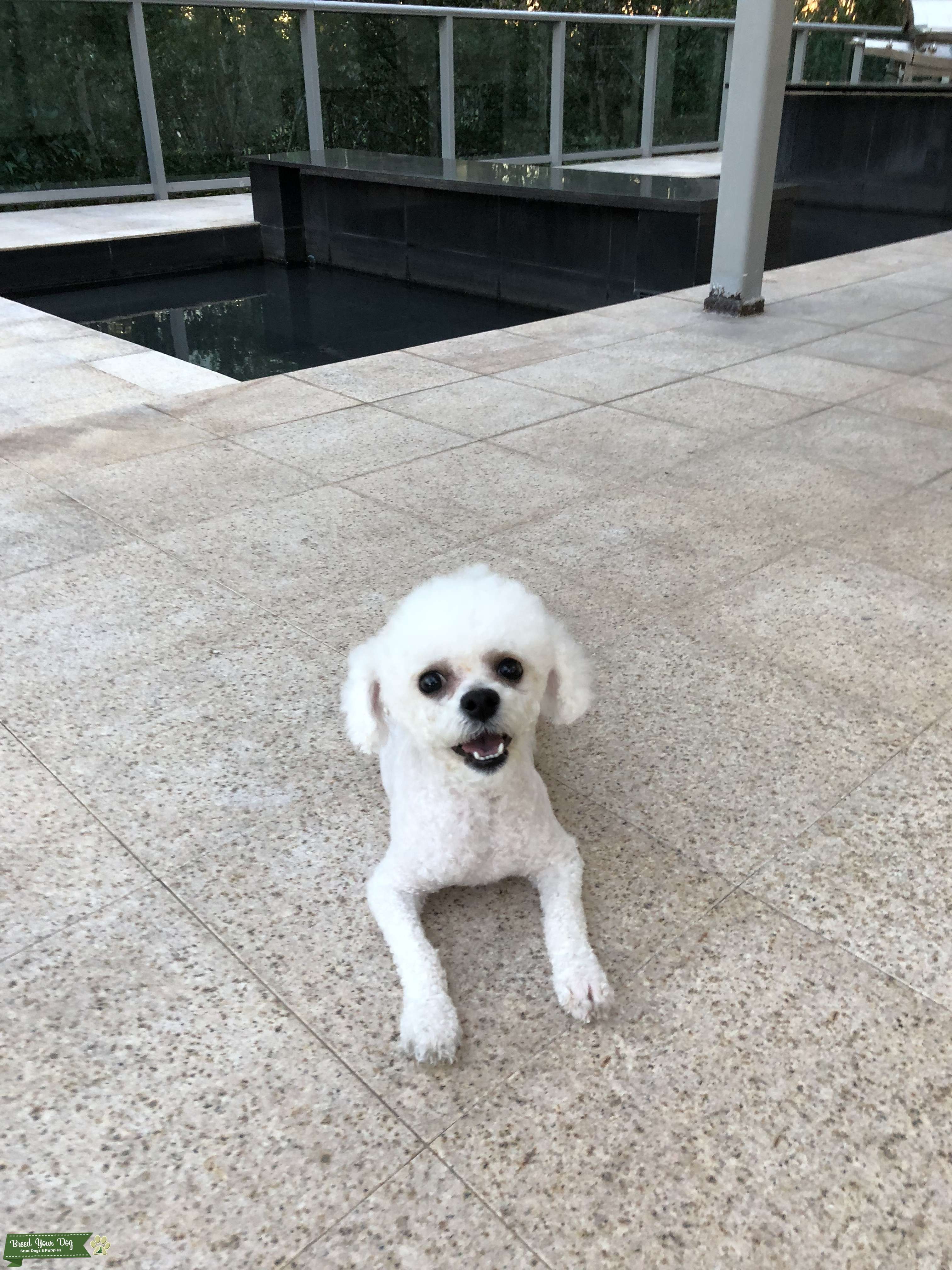 Bichon Frise - Stud Dog in Florida, the United States | Breed Your Dog