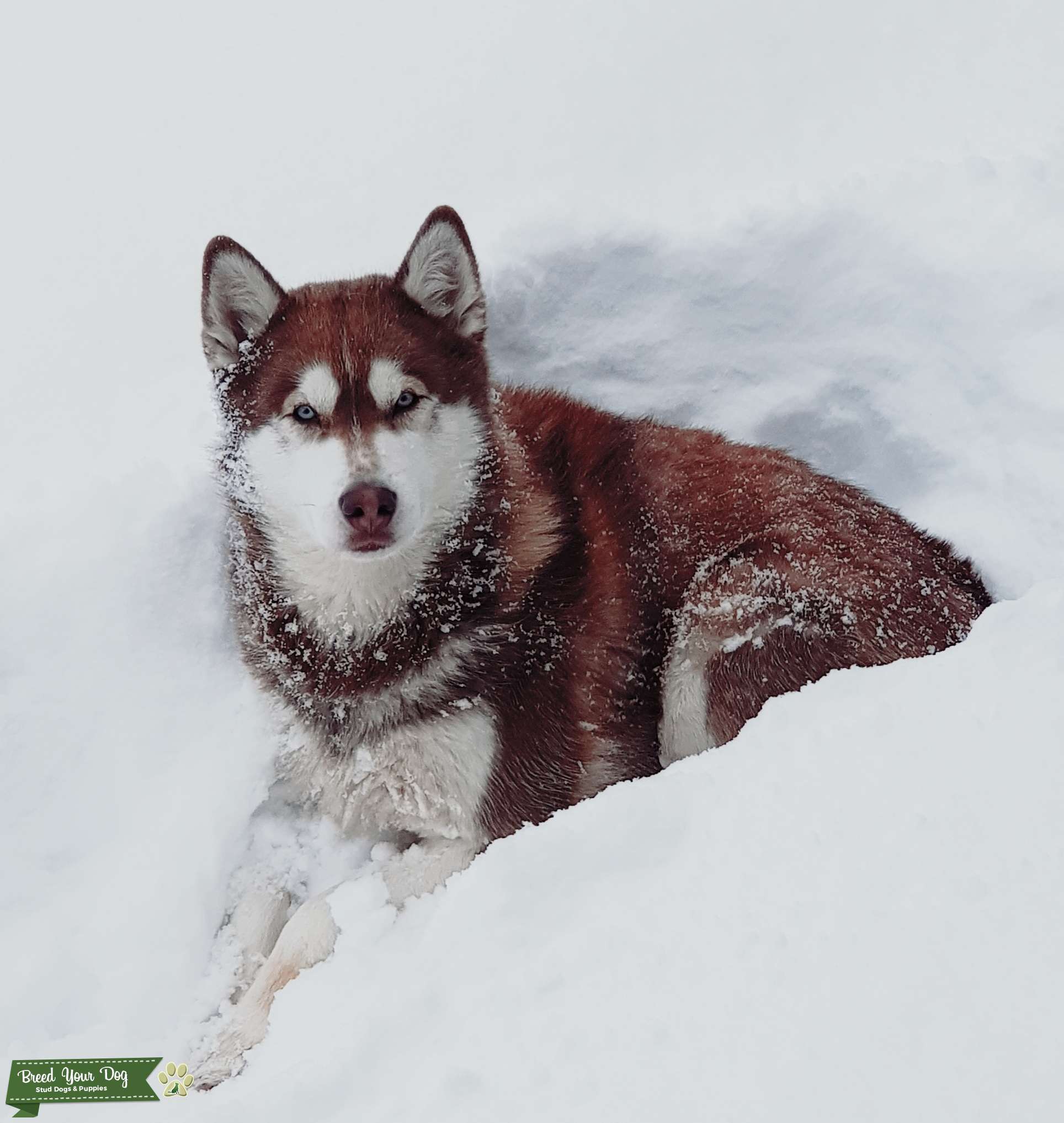 Husky Female - Stud Dog in West Dunbartonshire, the United States ...