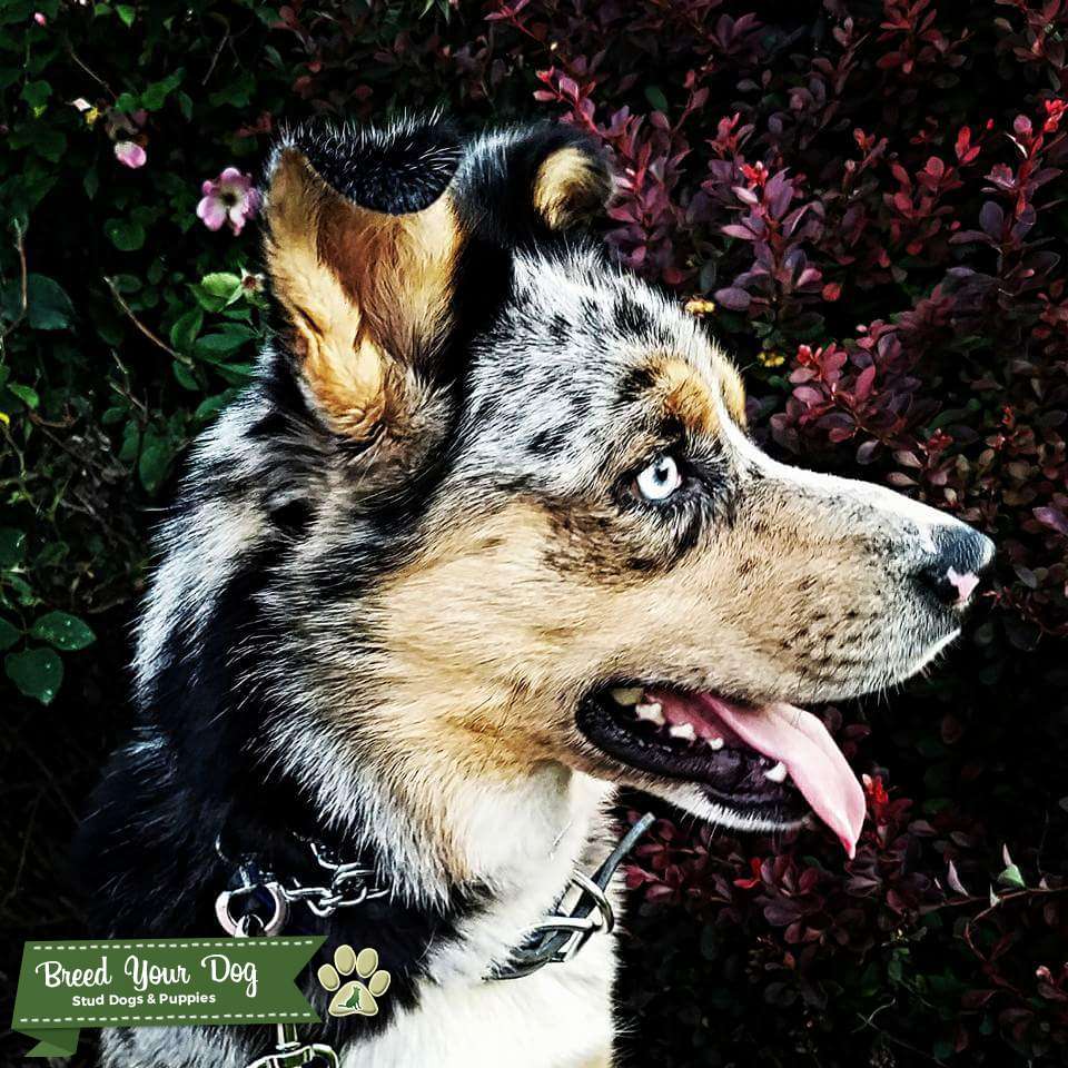 Ausky (aussie/husky) - Stud Dog in NV, Nigeria | Breed Your Dog