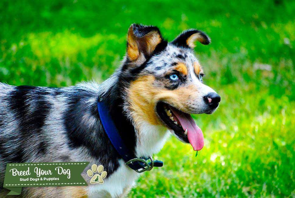 Ausky (aussie/husky) - Stud Dog in NV, Nigeria | Breed Your Dog