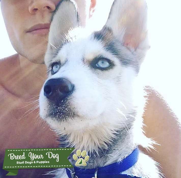 Handsome Full-bred Siberian Husky - Stud Dog in San Diego , the United ...