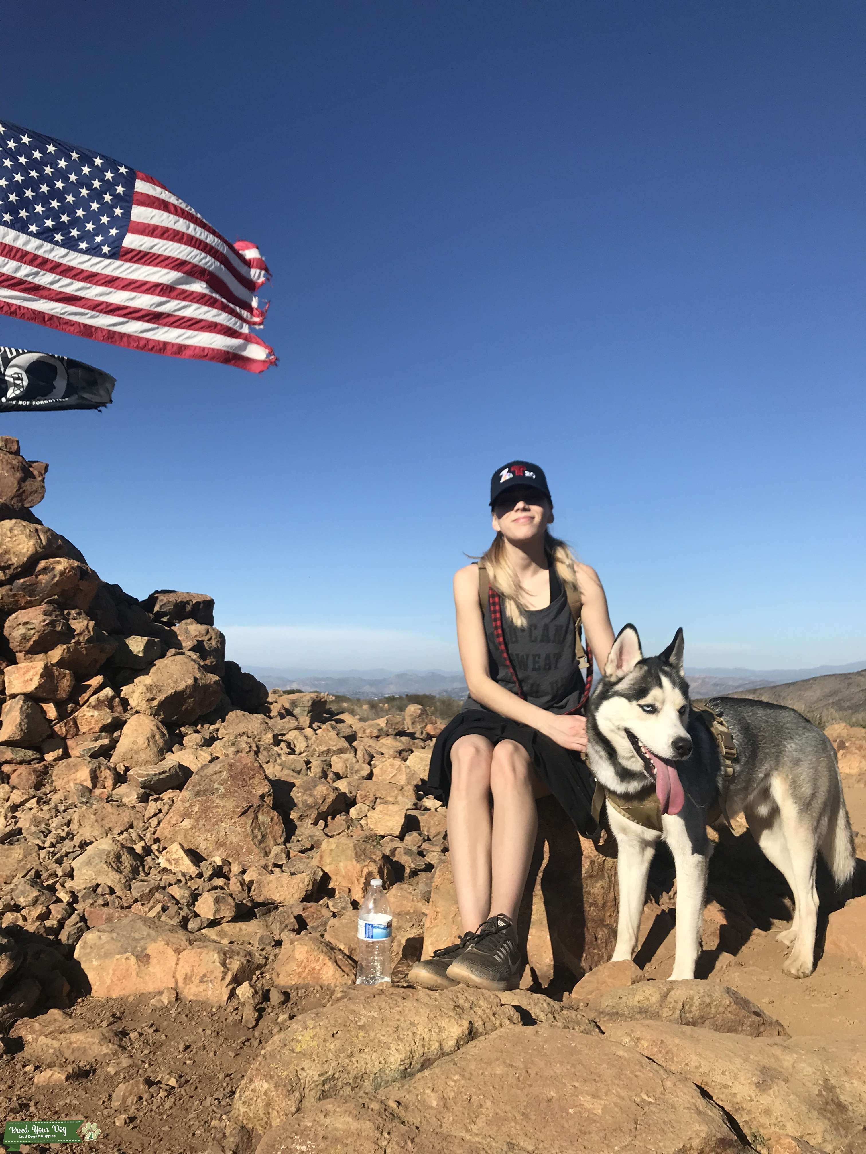 Stud Dog - Handsome Full-bred Siberian Husky - Breed Your Dog