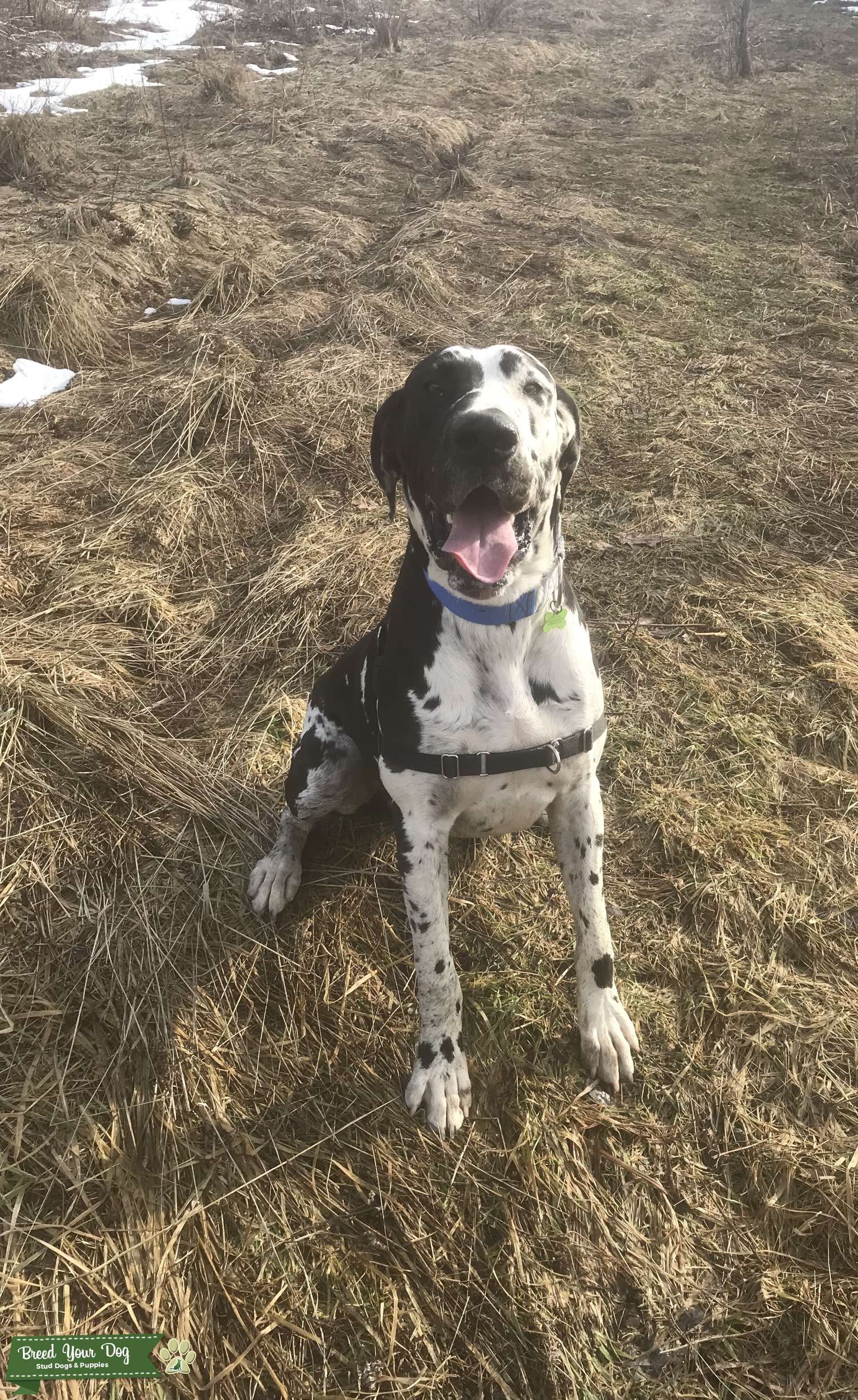 Great Dane - Stud Dog in Pennsylvania , the United States | Breed Your Dog