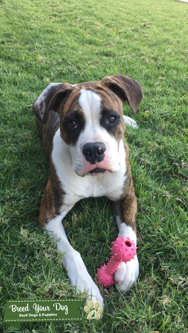 BRINDLE MALE BOXER - Stud Dog in Riverside, the United States | Breed ...