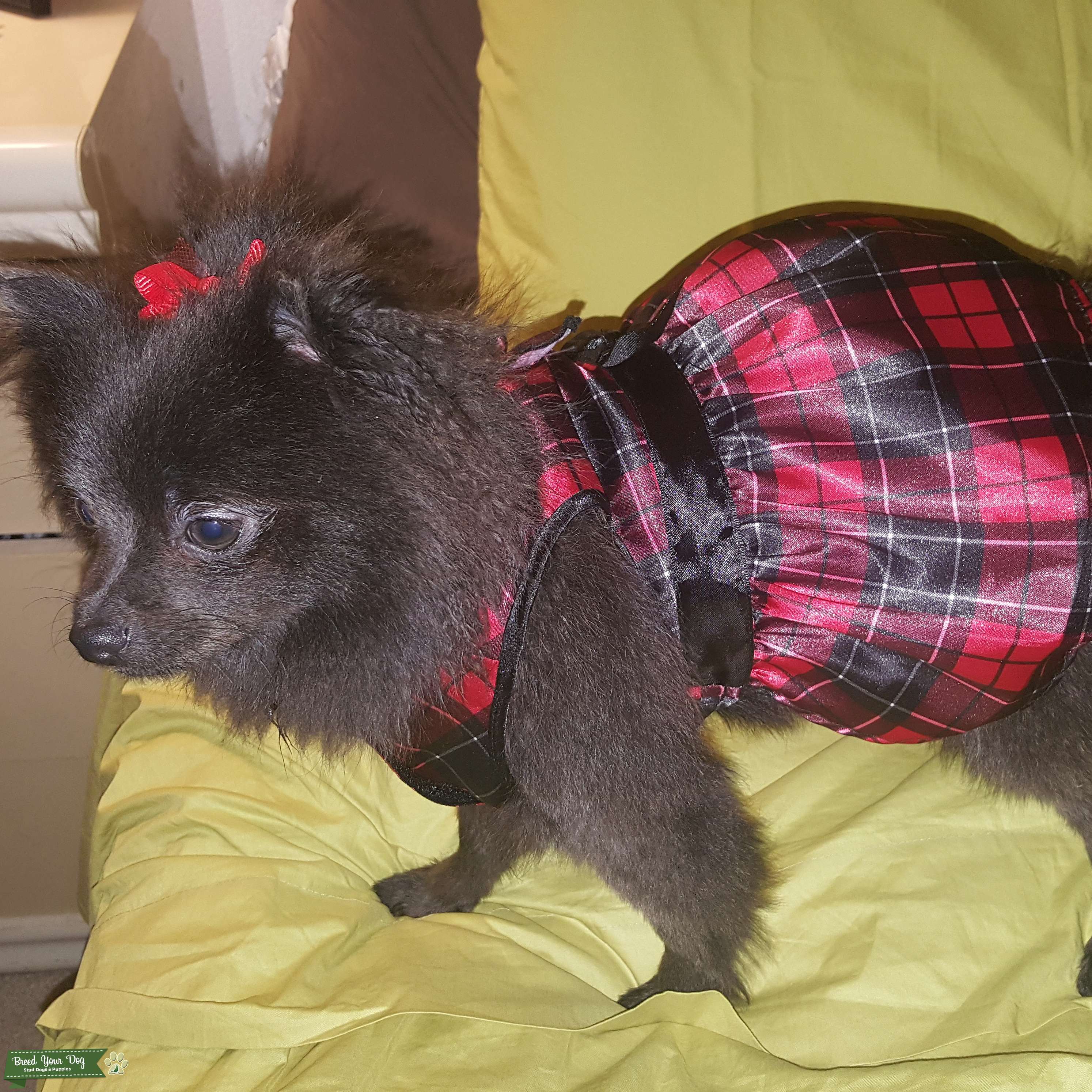 Female Pomeranian - Stud Dog in Florida, the United States | Breed Your Dog