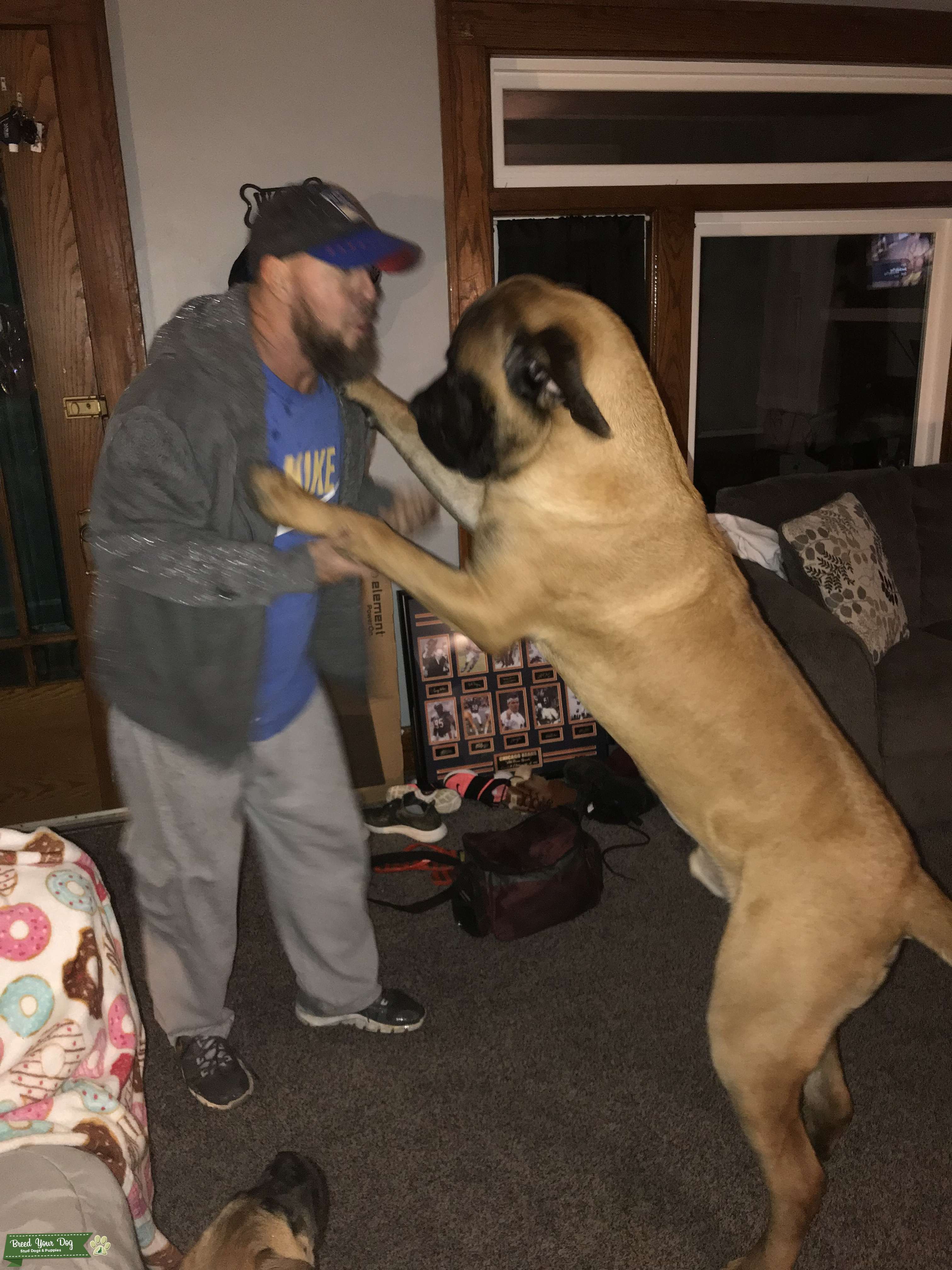 English mastiff - Stud Dog in Erie, United States | Breed Your Dog