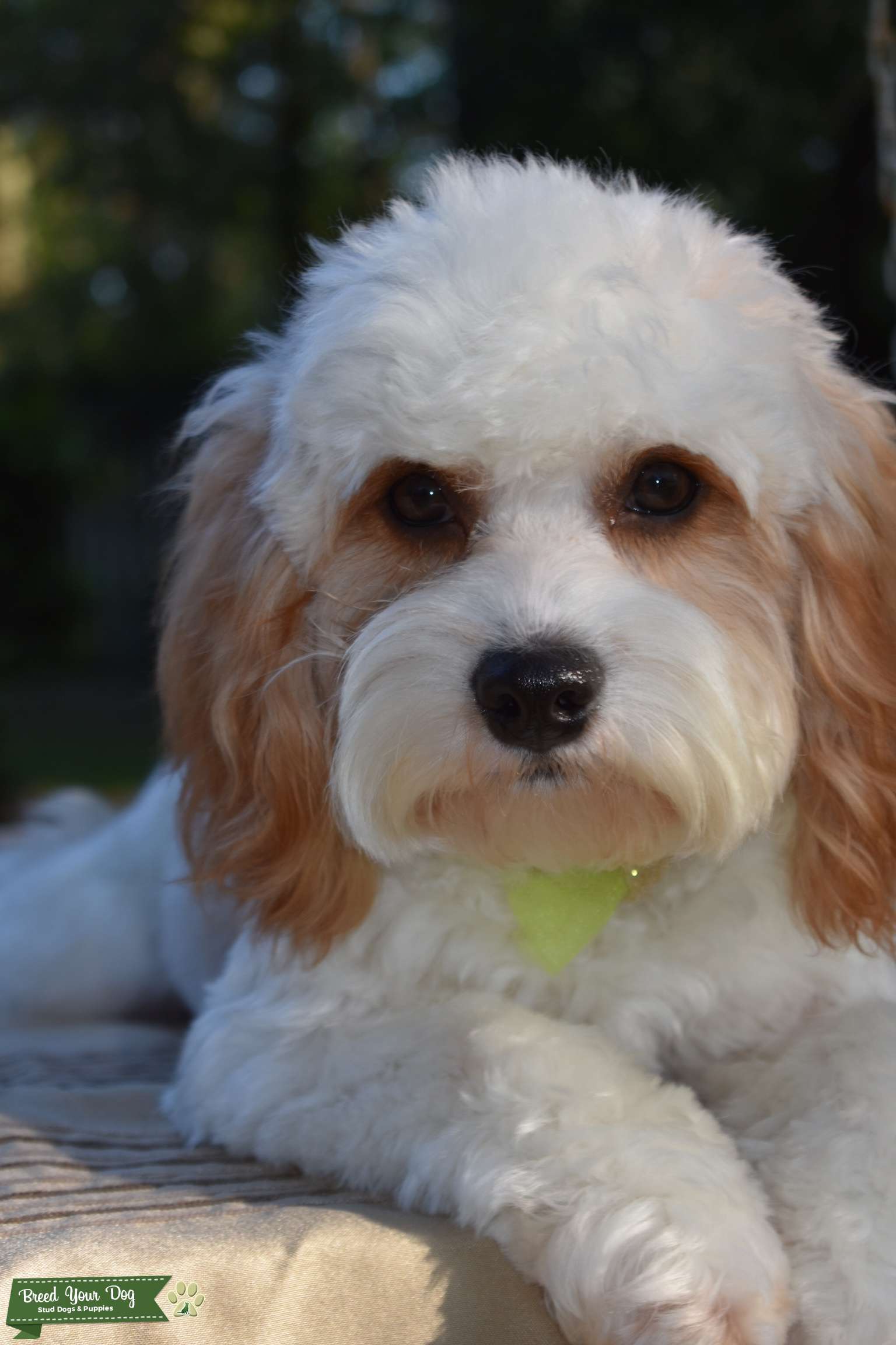 Cavapoo Stud in Florida - Stud Dog in Florida , the United States ...