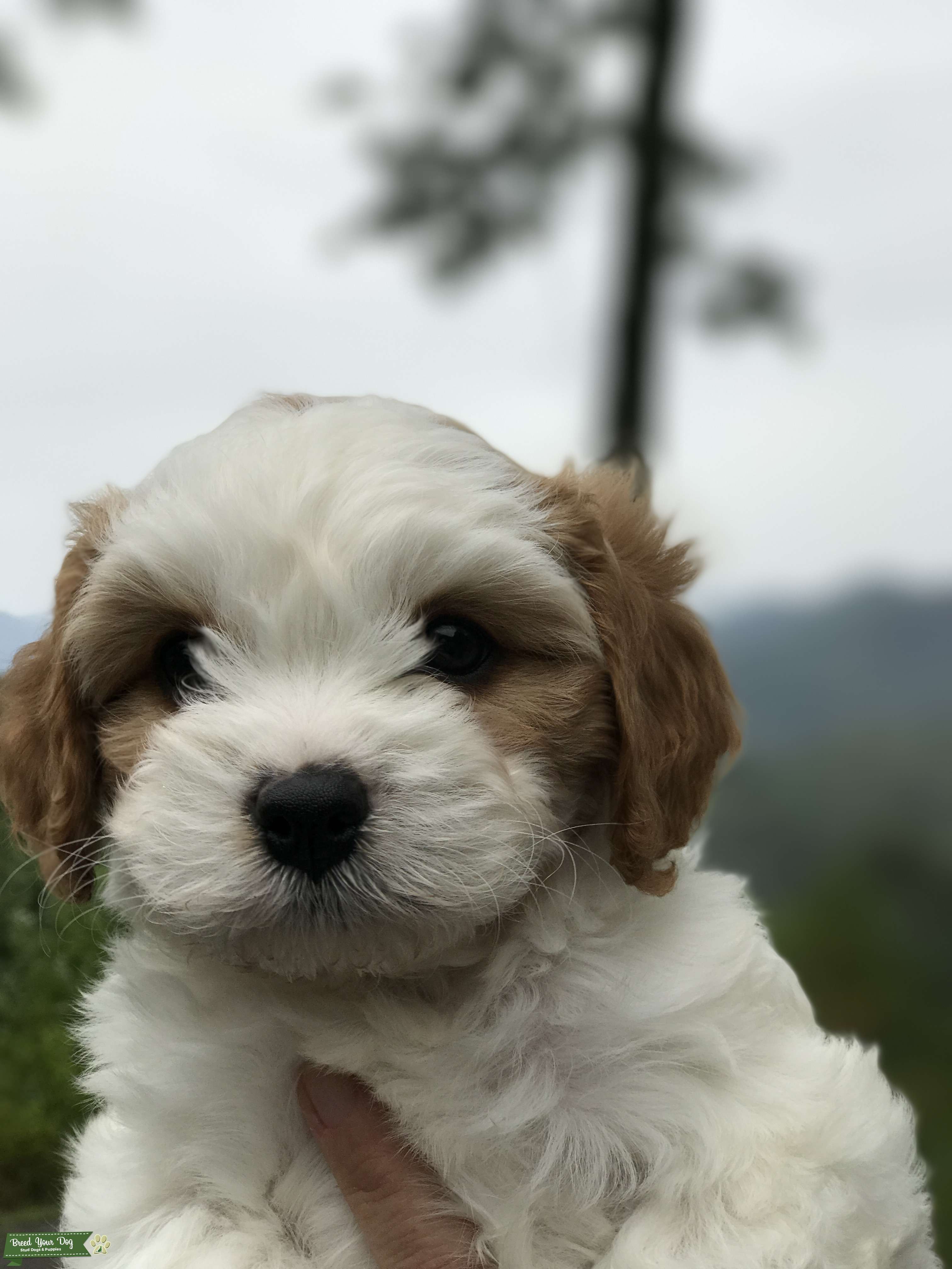 Cavapoo Stud in Florida - Stud Dog in Florida , the United States ...