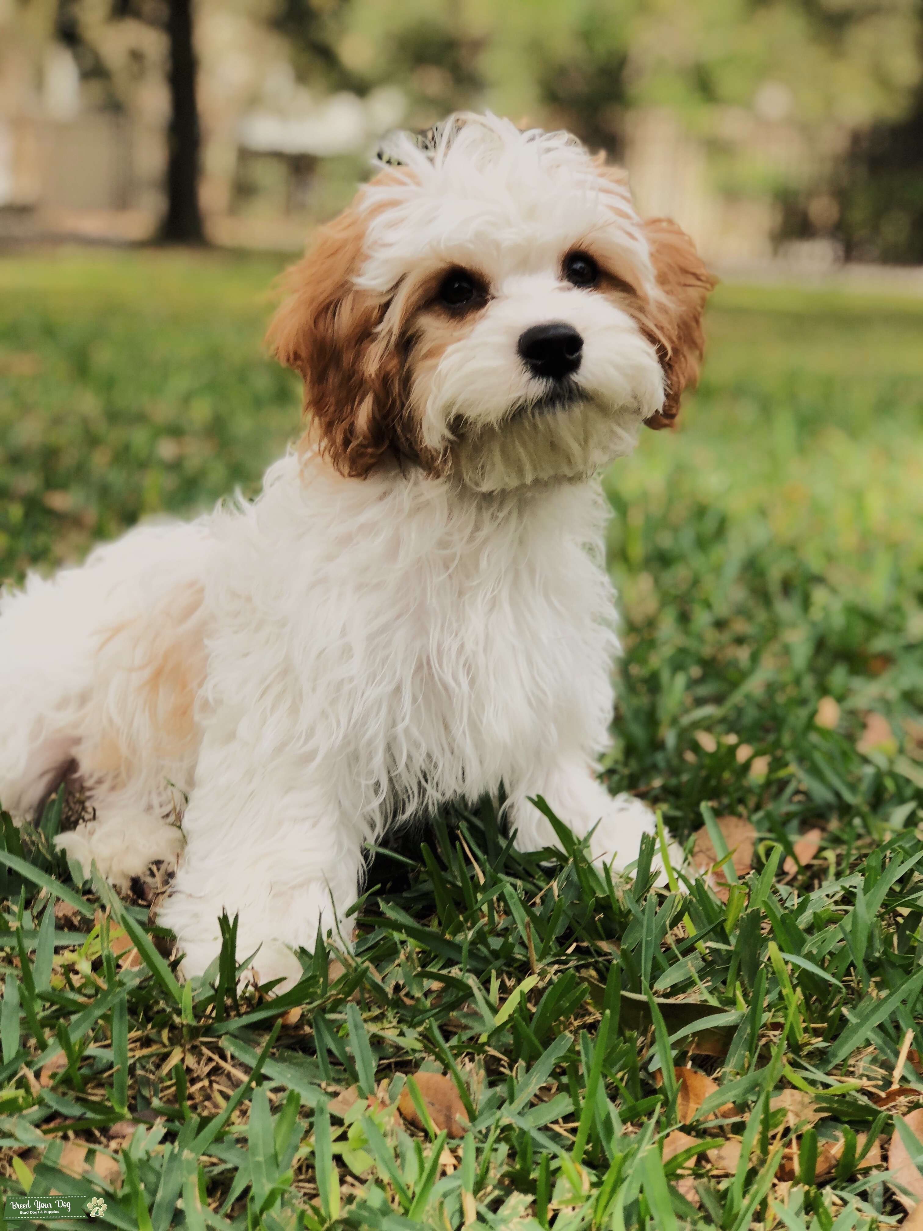 Cavapoo Stud in Florida - Stud Dog in Florida , the United States ...