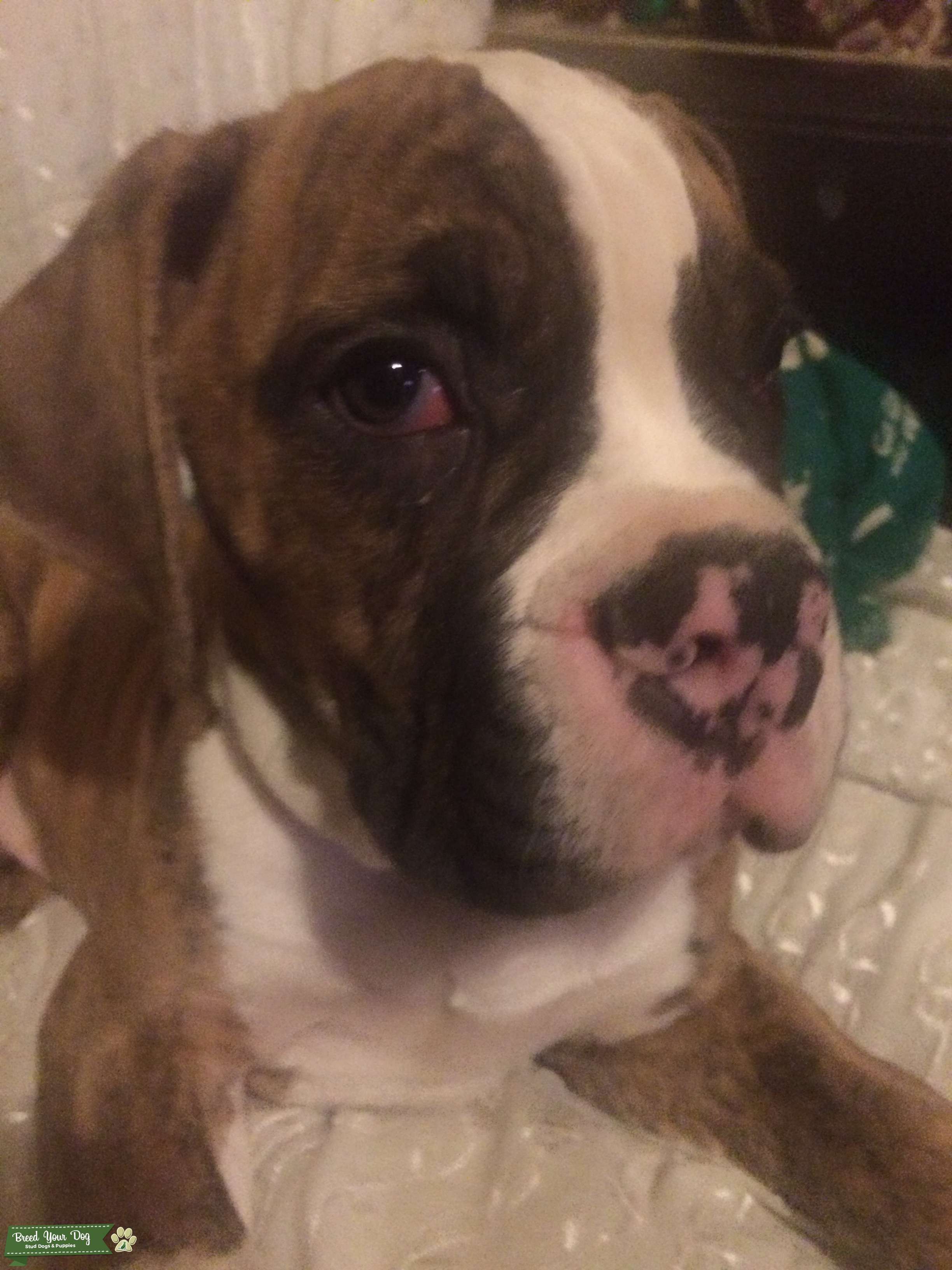 Stud Service - Stud Dog in Michigan, the United States | Breed Your Dog