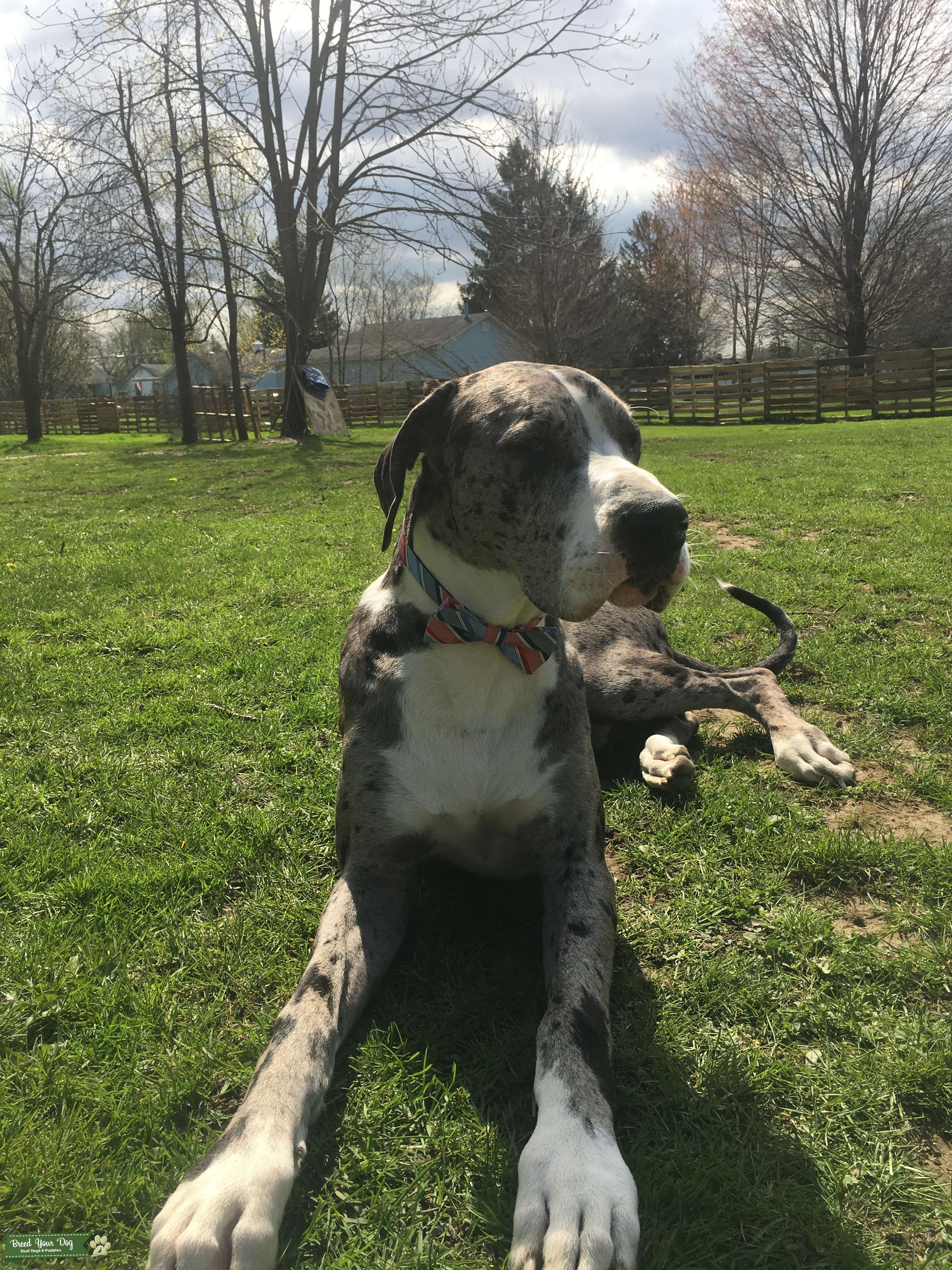 Merle Great Dane Stud - Stud Dog in Pennsylvania , the United States ...