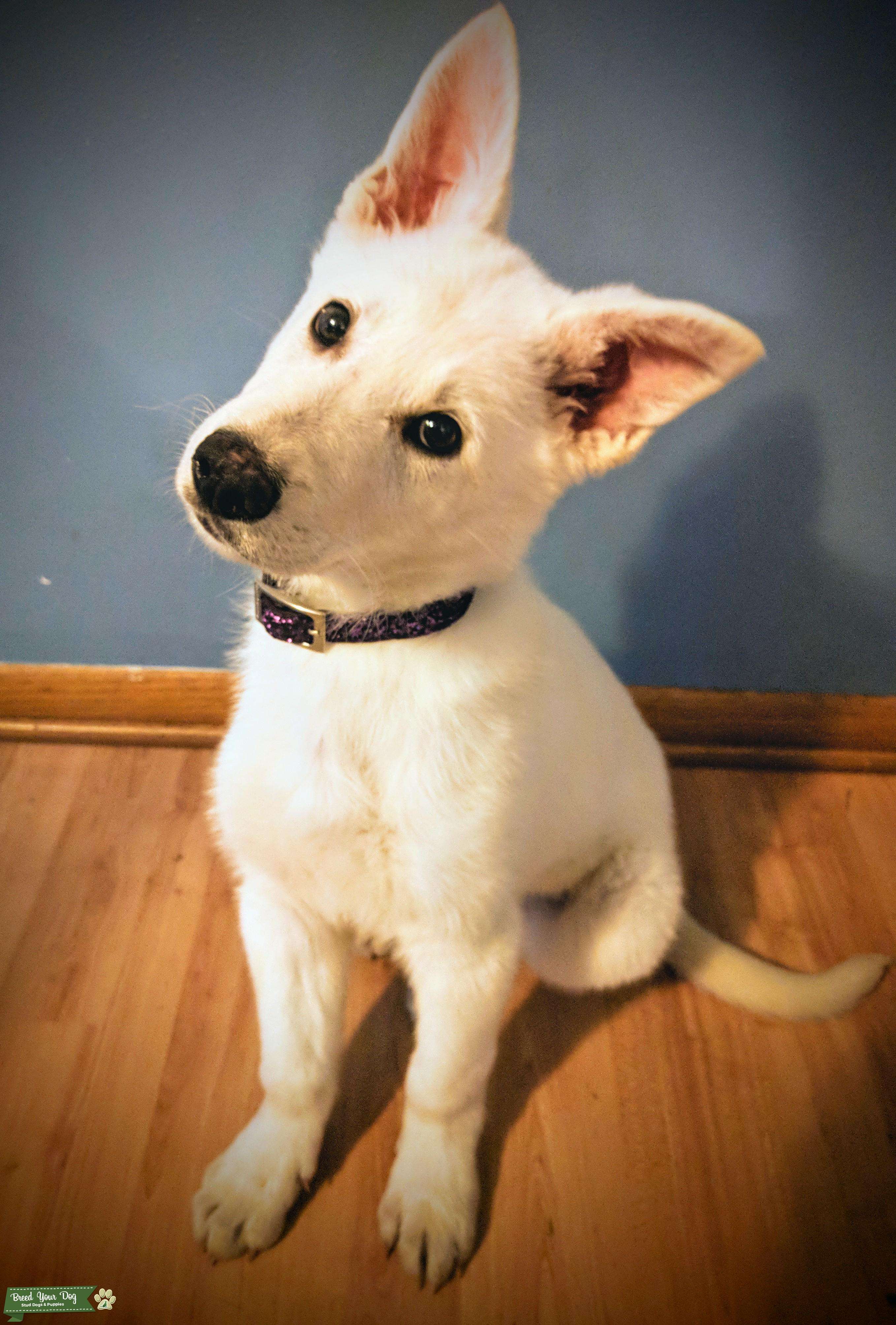 Pure German Shepard Stud - Stud Dog in Milwaukee, United States | Breed ...