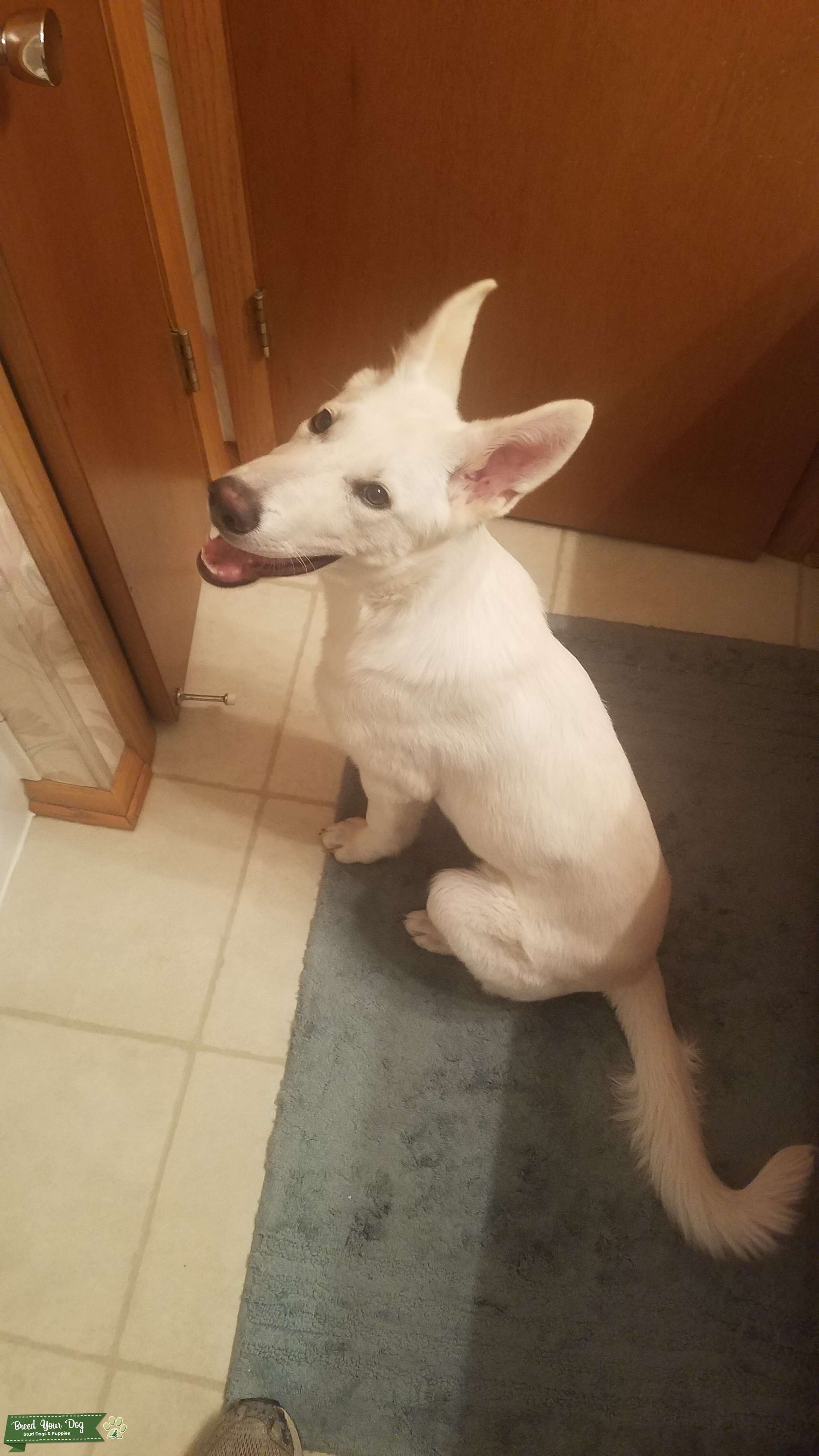 Pure German Shepard Stud - Stud Dog in Milwaukee, United States | Breed ...